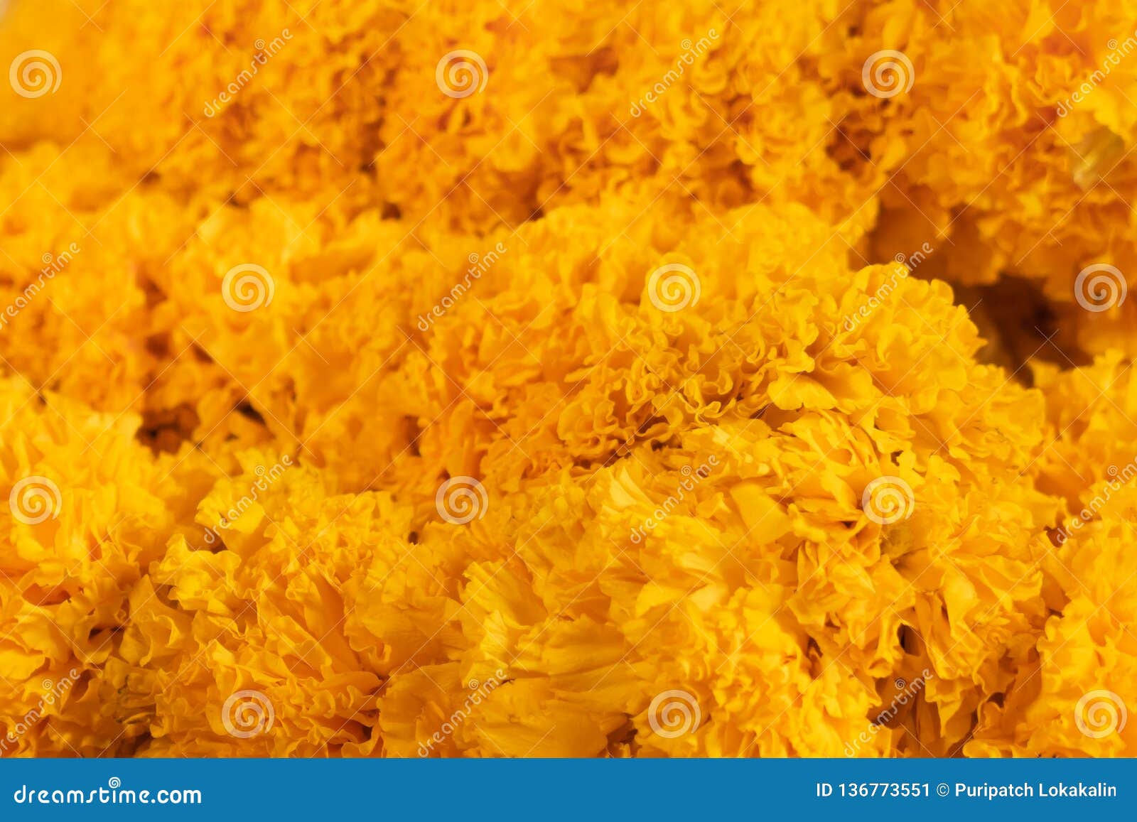 Marigold or Tagetes Erecta L Stock Image - Image of yellow, asterales ...