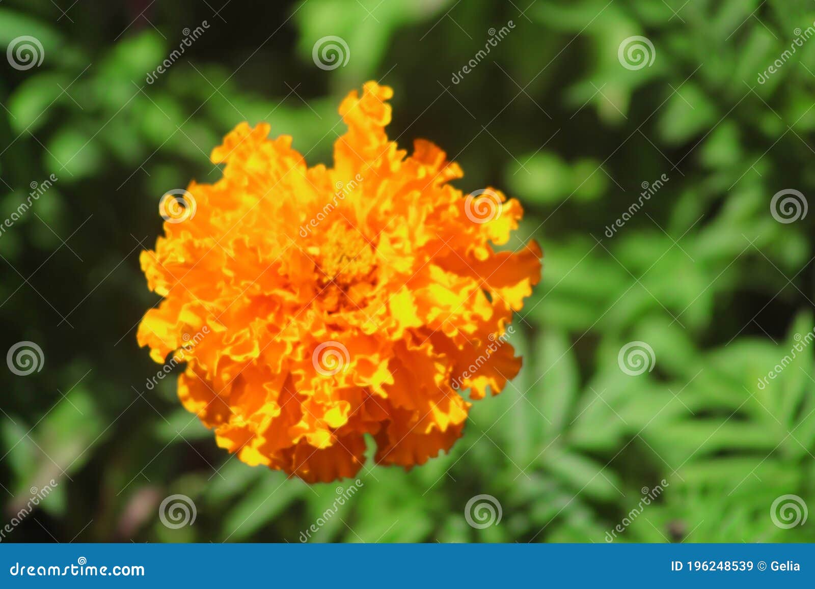 Marigold Tagetes Erecta, Mexican Marigold, Aztec Marigold, African ...
