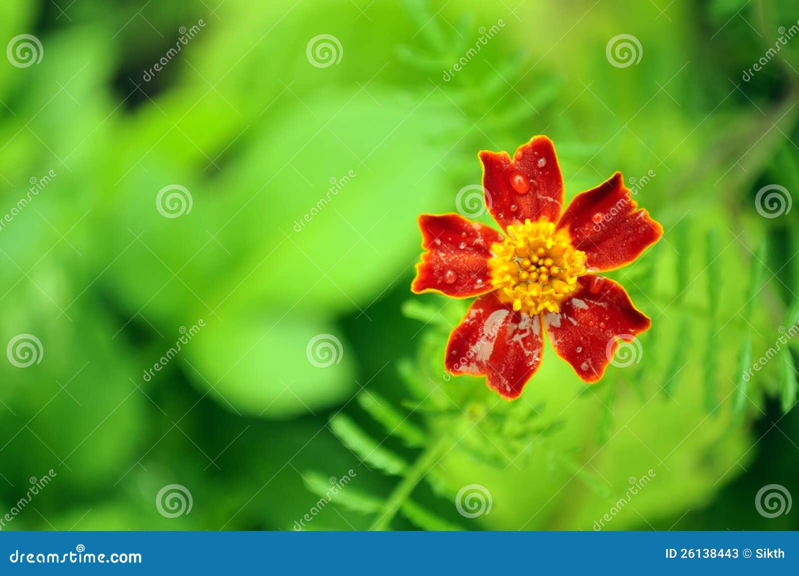 Marigold (Tagetes) Flower stock image. Image of botany - 26138443