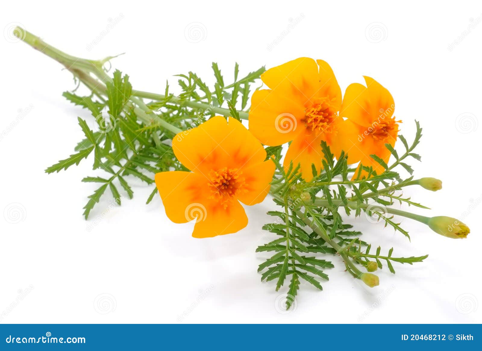 Marigold (Tagetes) Flowers stock photo. Image of fresh - 20468212