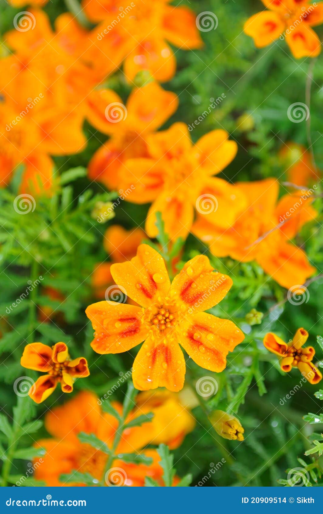 Marigold (Tagetes) Flowers stock photo. Image of botany - 20909514