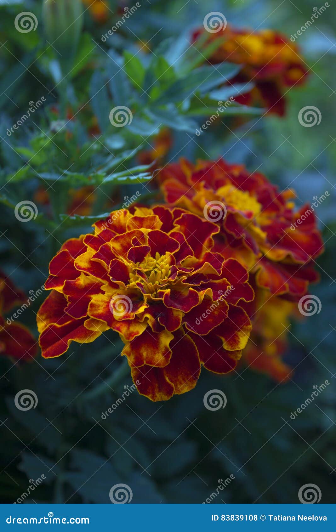 Marigold Tagetes Flowers in the Garden Stock Photo - Image of ...
