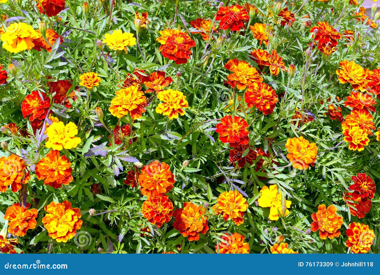 Marigold Tagetes Patula Flowers Stock Image - Image of august, group ...