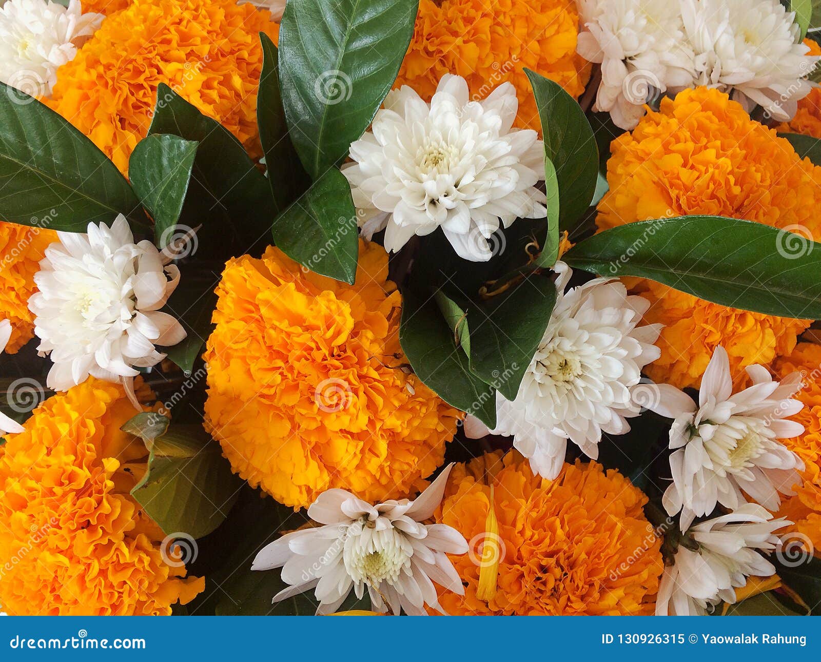 Marigold Texture Pattern Background Stock Image - Image of macro ...