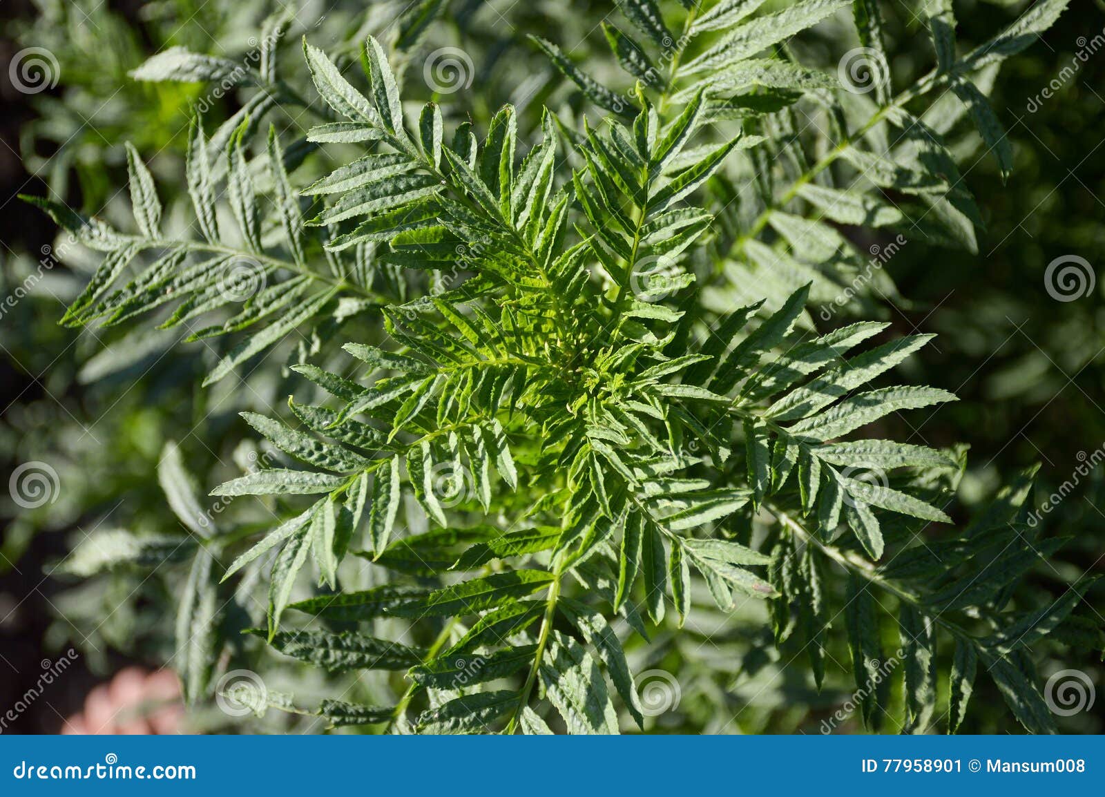 Marigold tree stock image. Image of grass, erecta, growth - 77958901