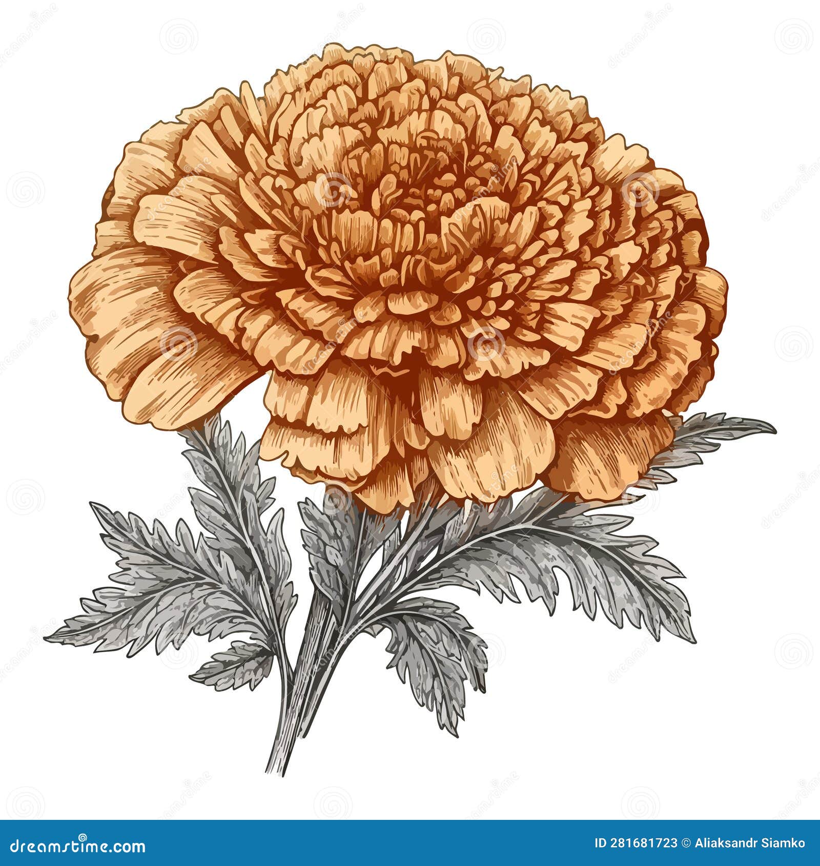 Marigold Vector Sketch Line Art Coloring Pages For Kids, Single Stock ...