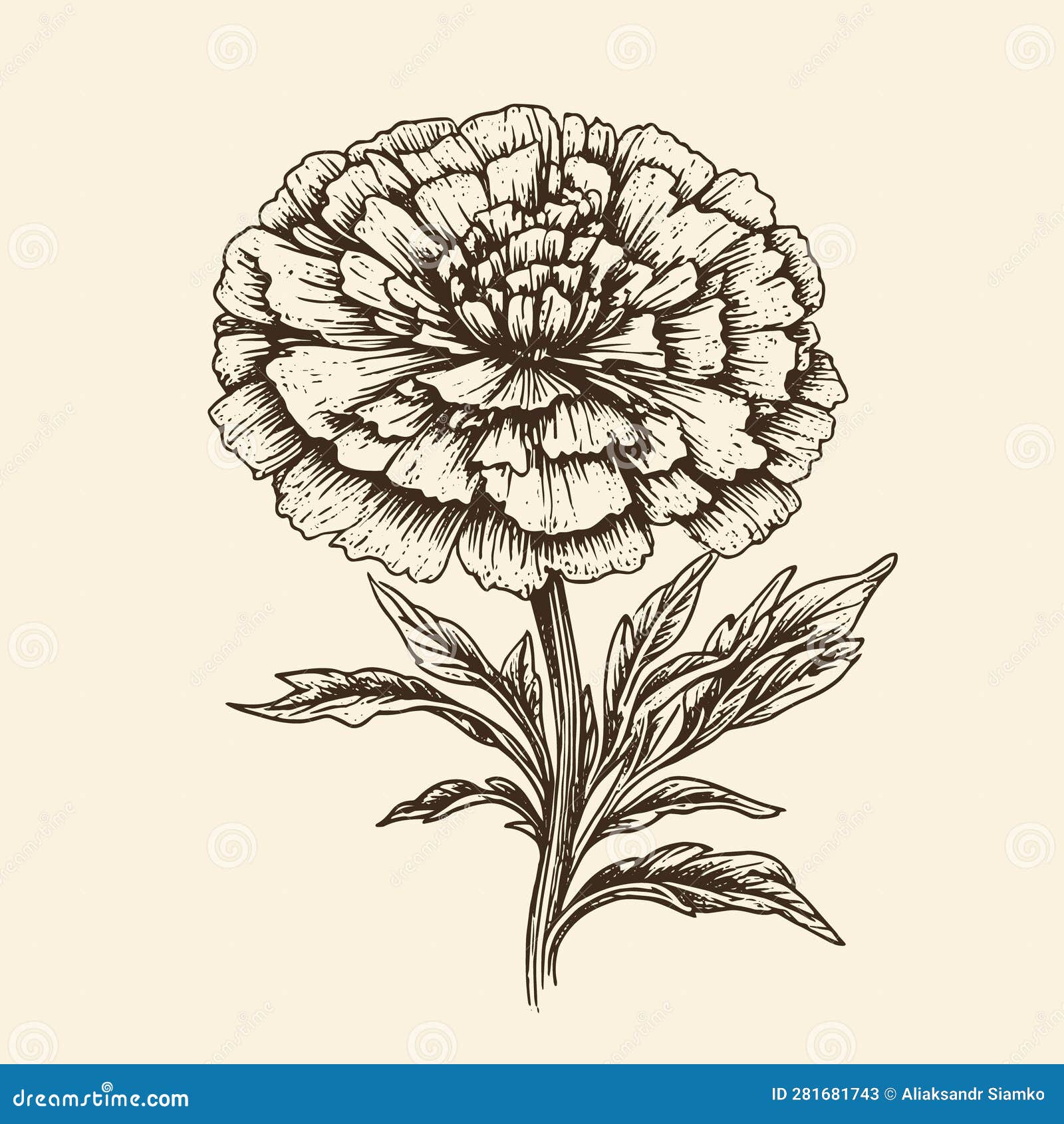 Marigold Vector Sketch Line Art Coloring Pages For Kids, Single Stock ...