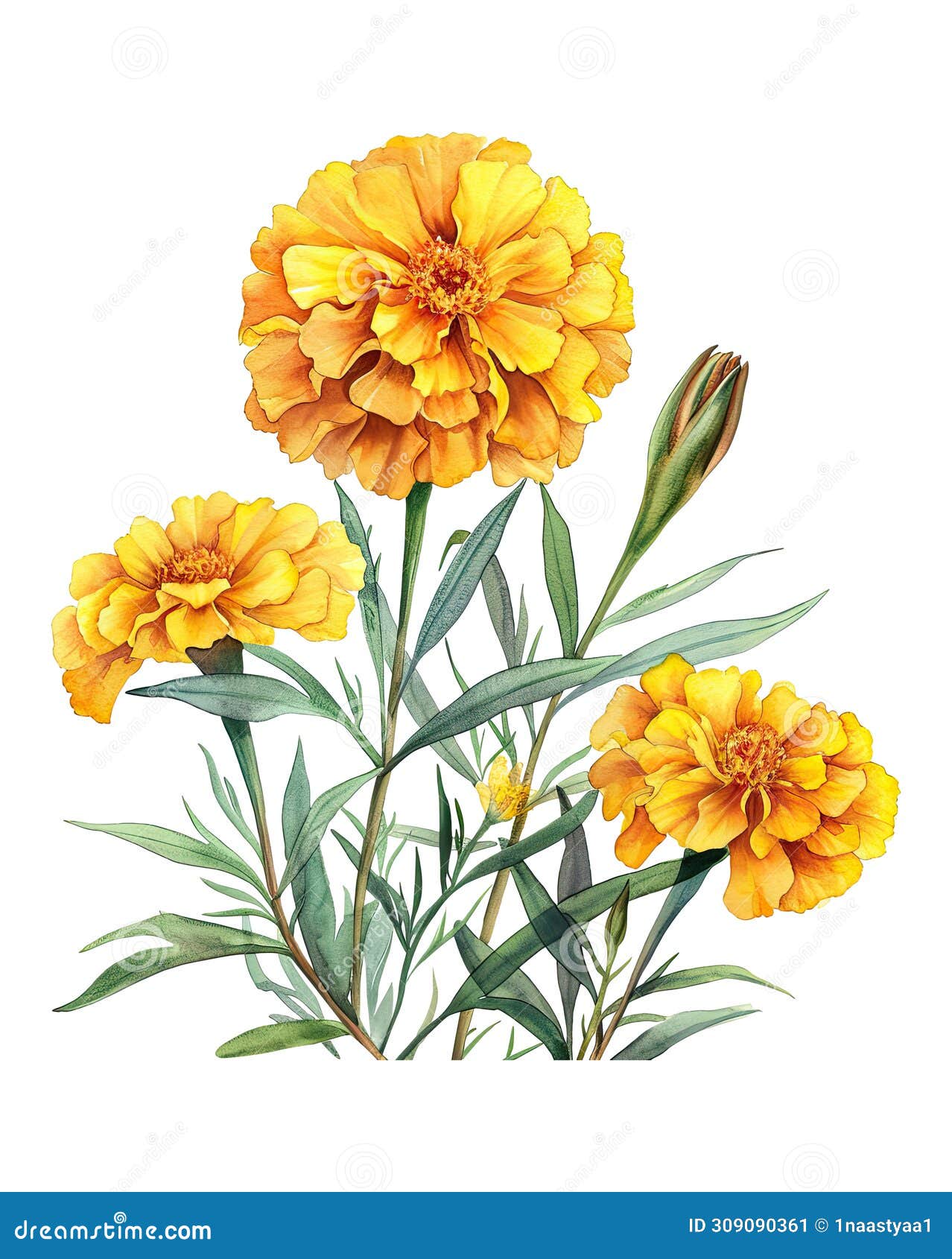 Marigold, Watercolor Flowers Stock Illustration - Illustration of ...