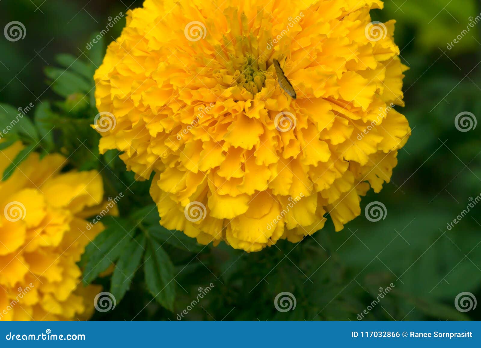 Marigold is yellow flower stock photo. Image of flora - 117032866