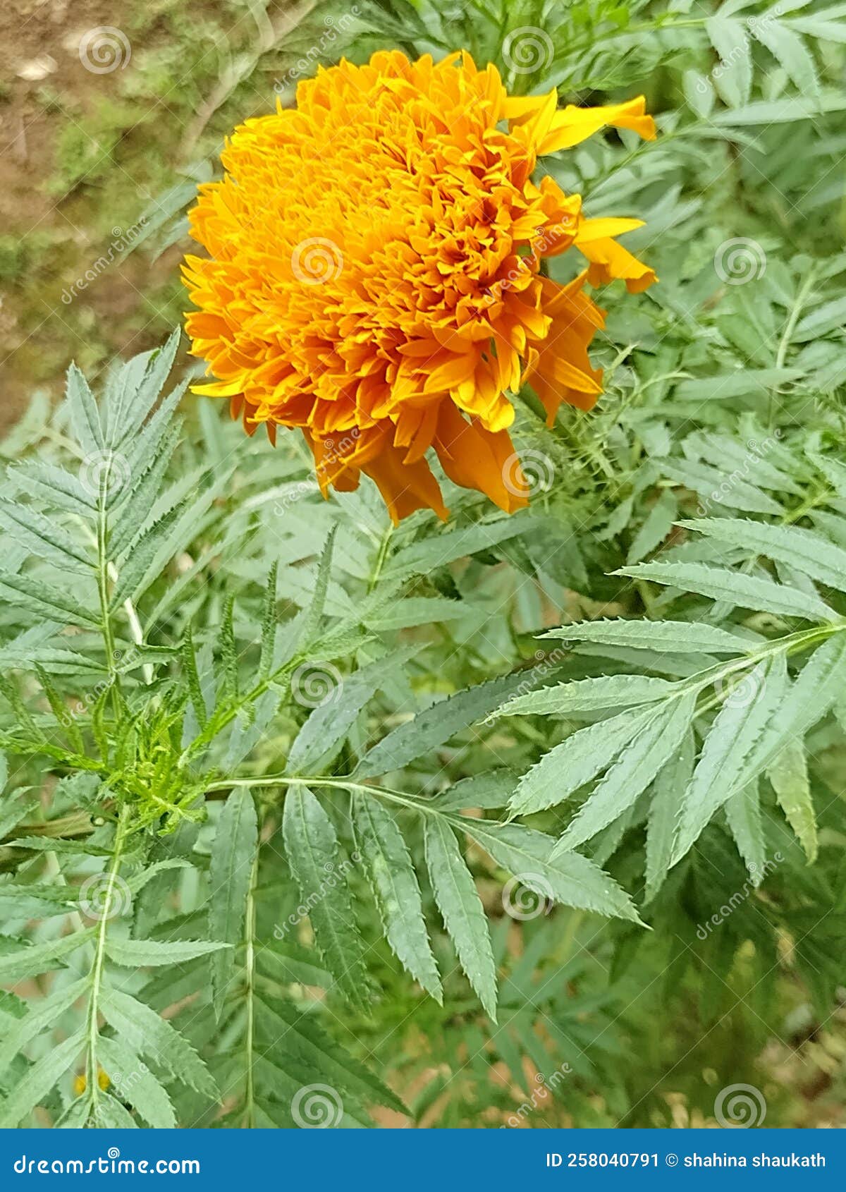 Marigold yellow flowers stock image. Image of green - 258040791