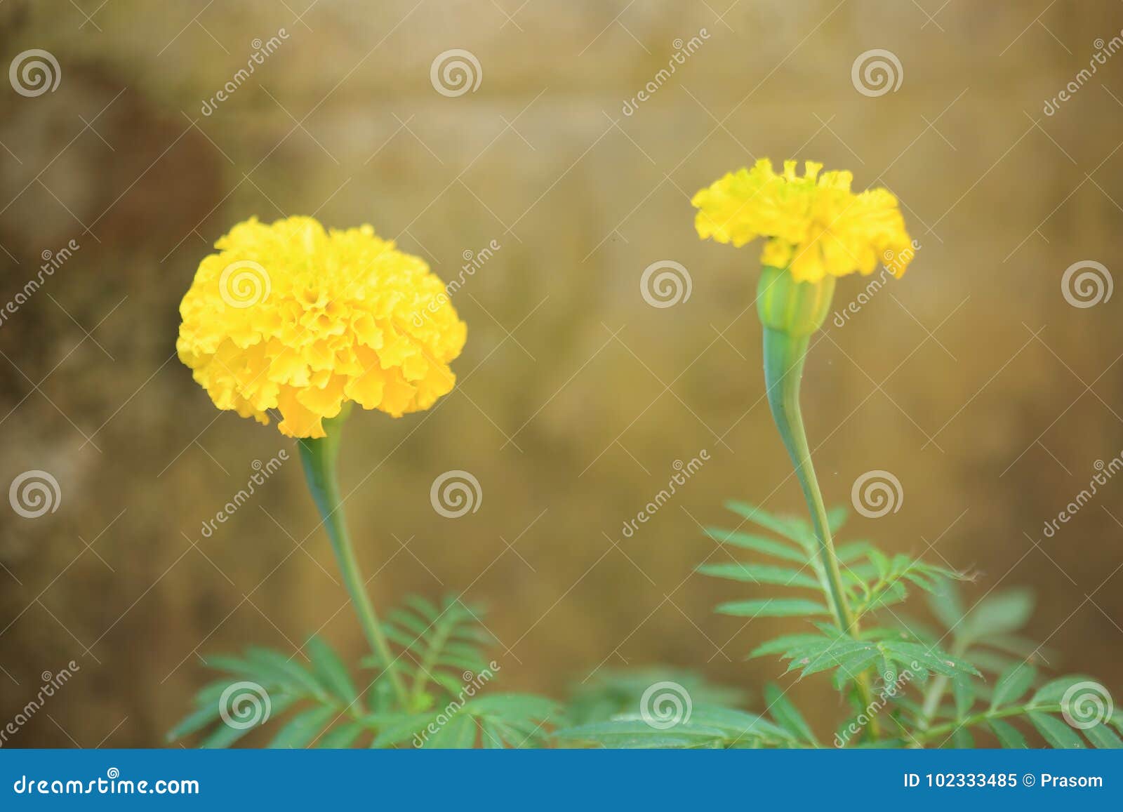 Marigold stock image. Image of lawn, garden, botany - 102333485