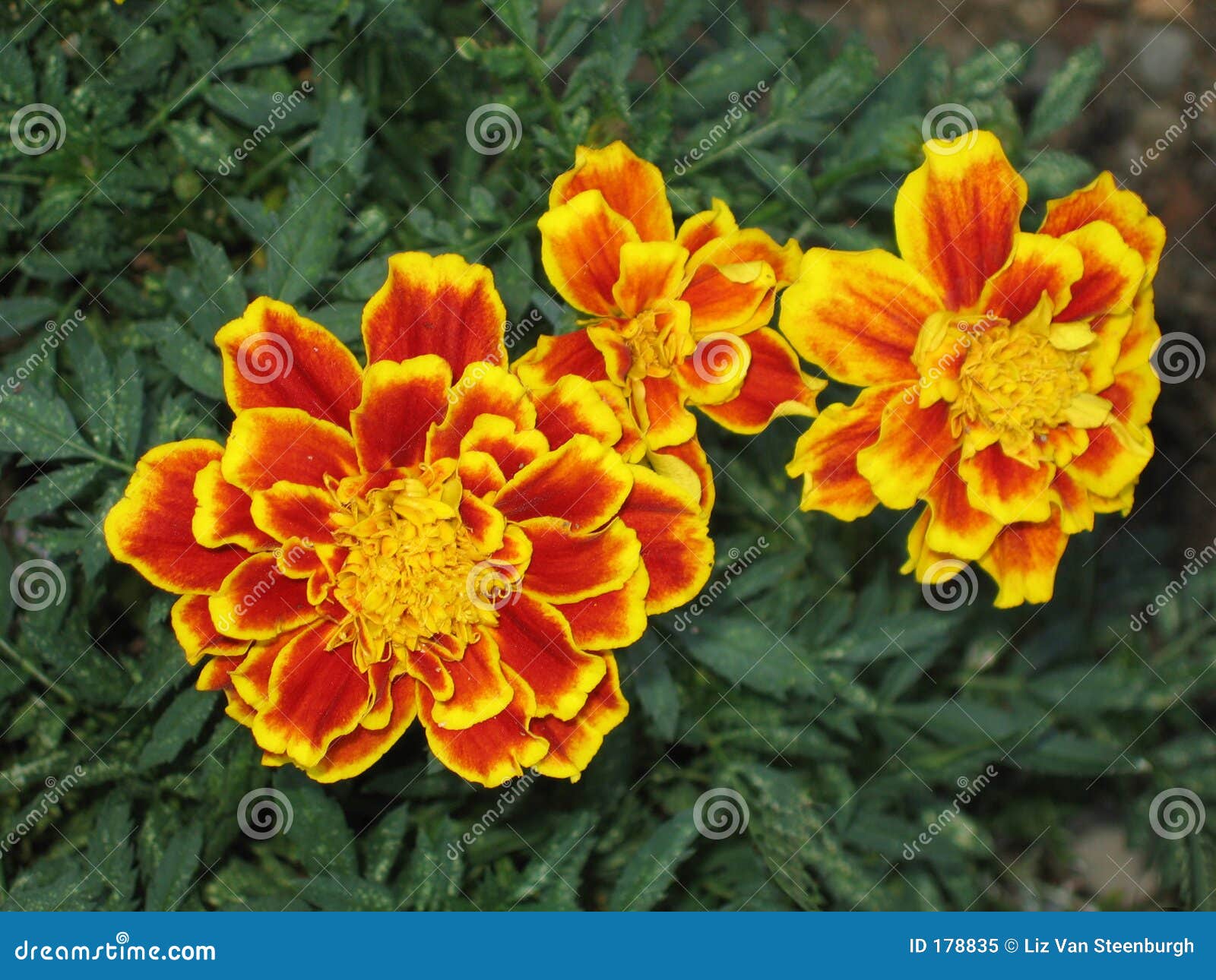 Marigolds stock image. Image of marigold, floral, colorful - 178835