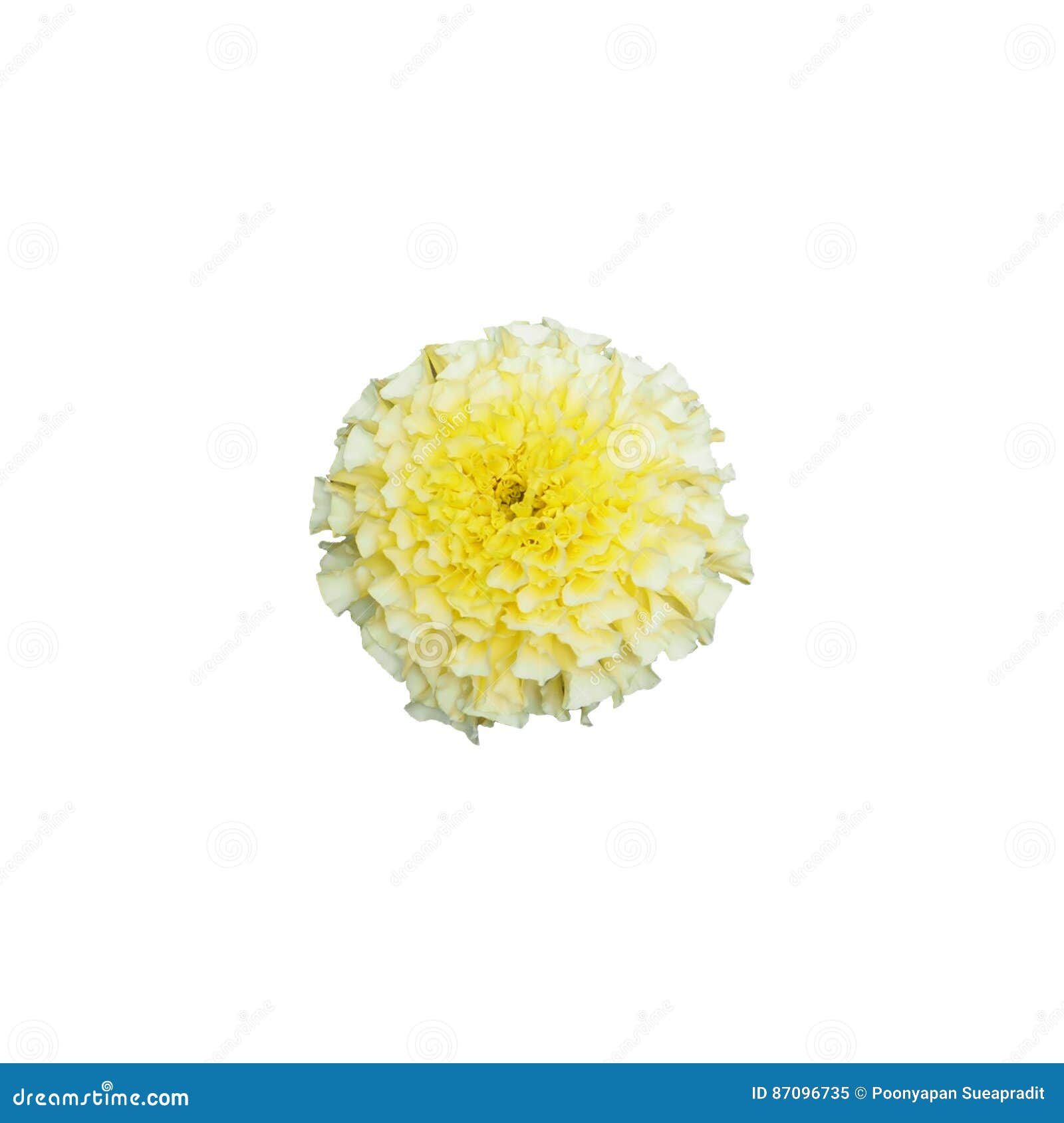 Marigolds Alaska, One of Type Marigold that Have White Color and Yellow ...