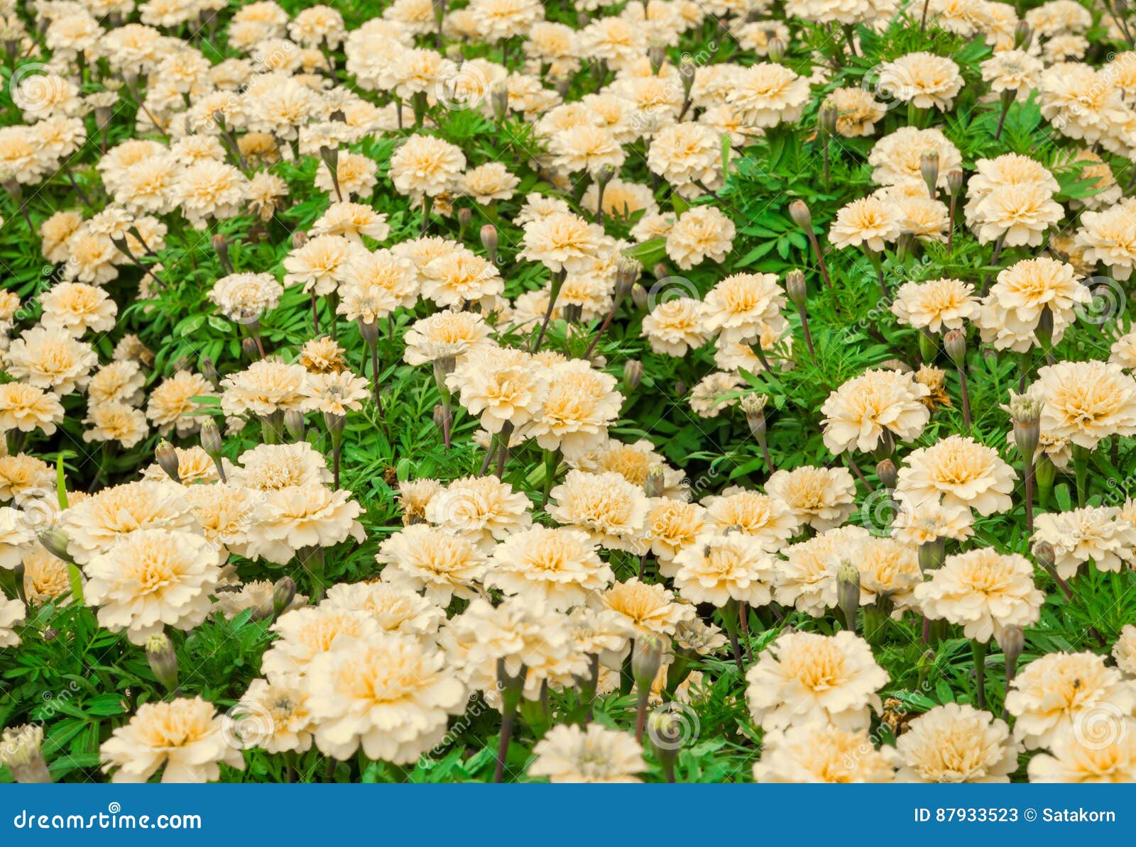 The Marigolds Field, Pink Color Flower Stock Image - Image of colorful ...