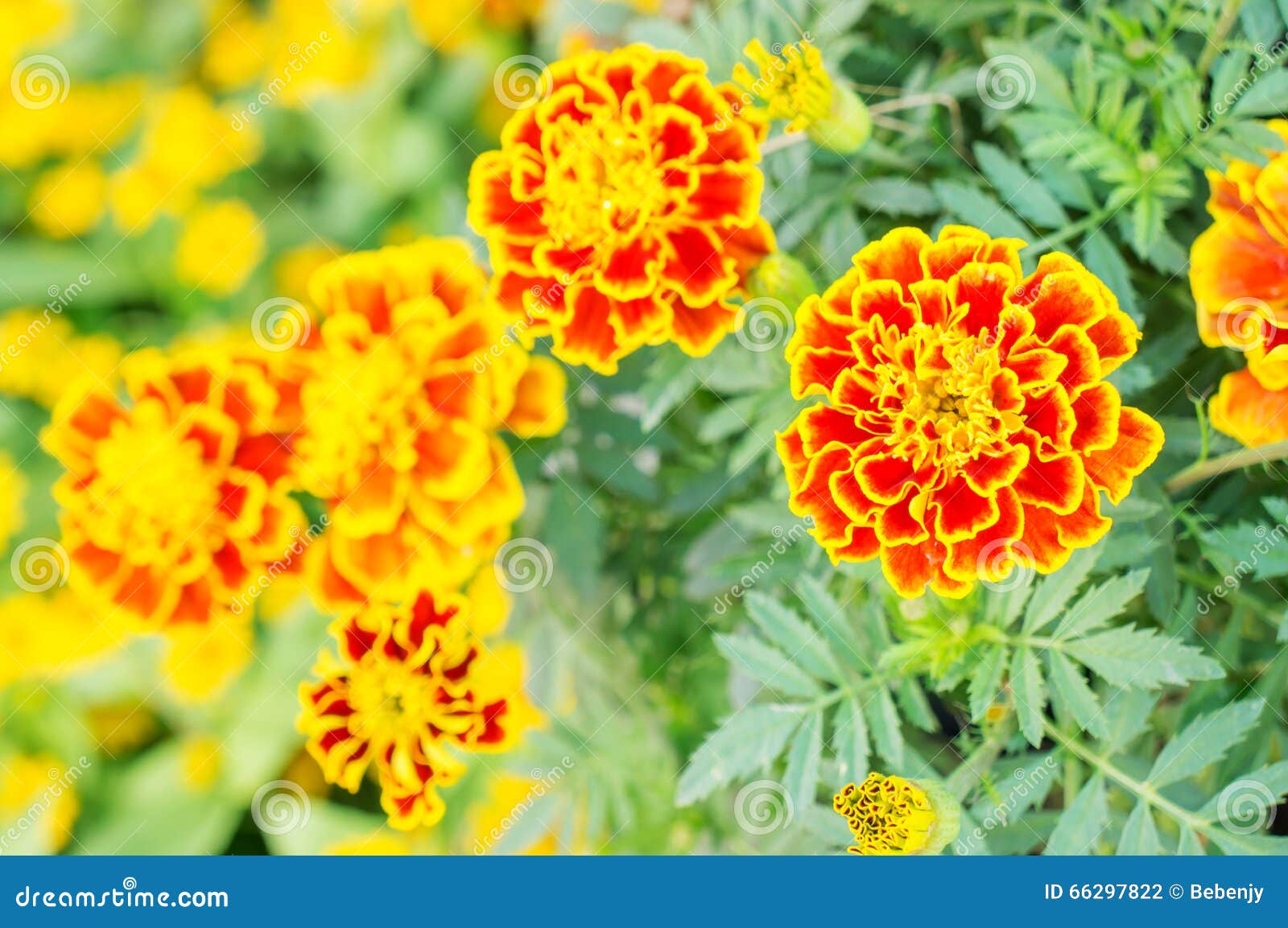 Marigolds flowers stock photo. Image of flowers, gardening - 66297822