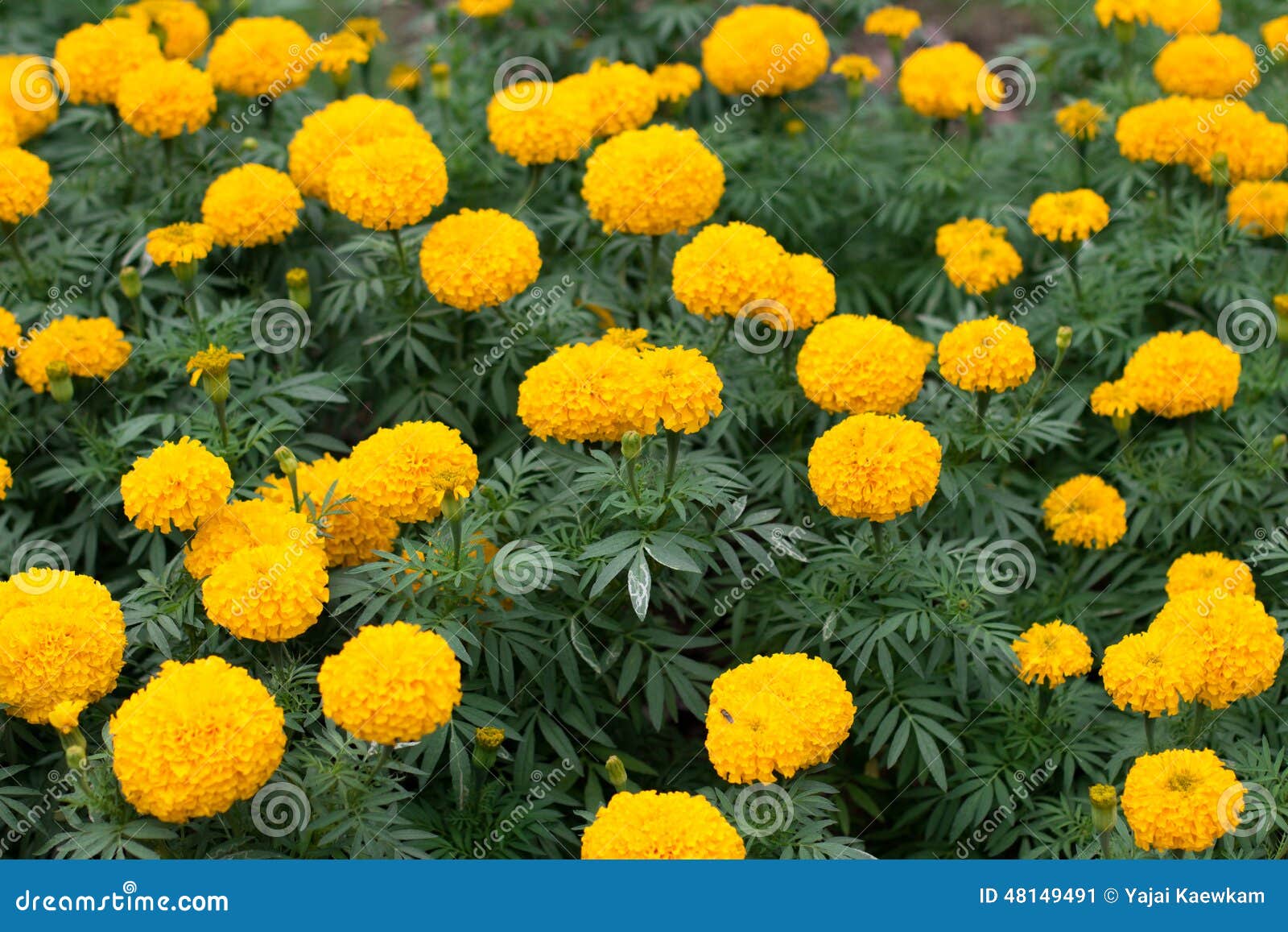 Marigolds Flowers Royalty-Free Stock Photo | CartoonDealer.com #55964199