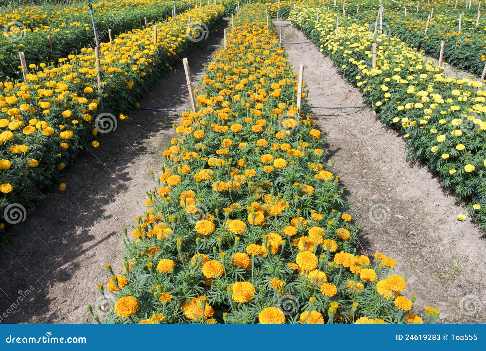 Marigolds garden stock image. Image of marigolds, petal - 24619283