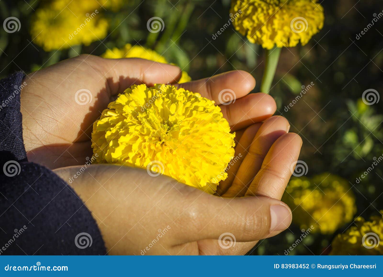 Marigolds in Hand at the Garden. Stock Photo - Image of natural, yellow ...