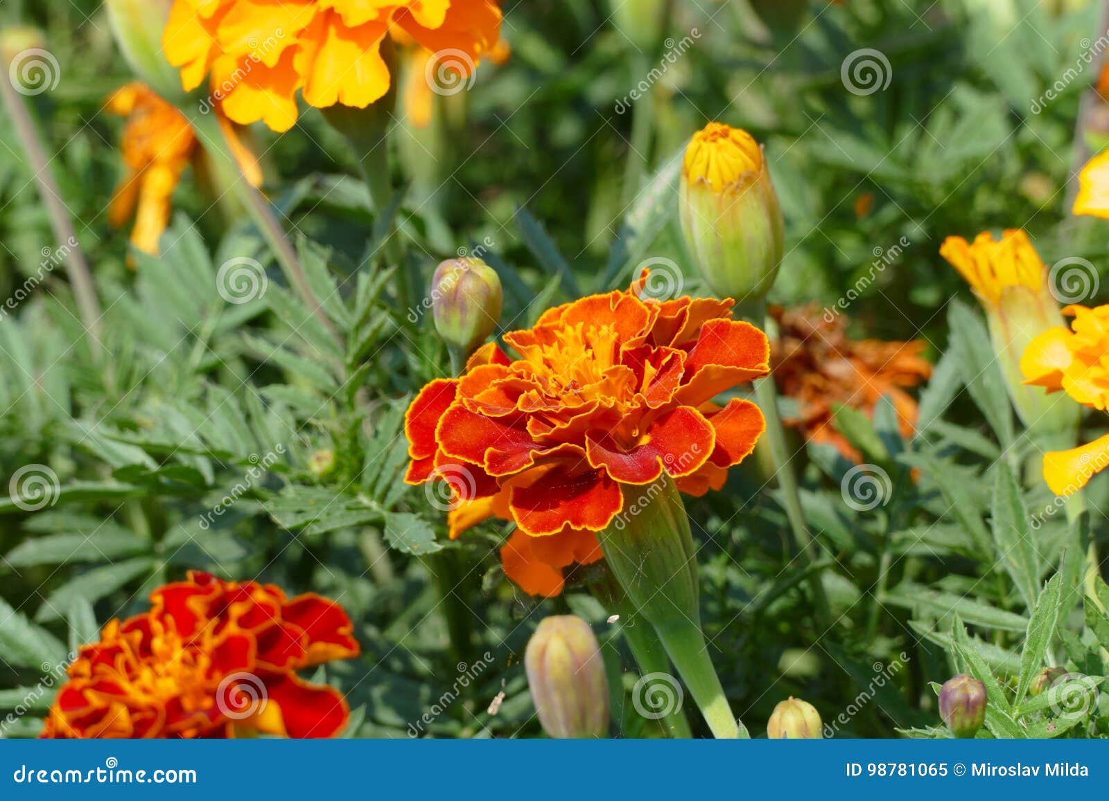 Marigolds stock image. Image of beauty, india, aztec - 98781065