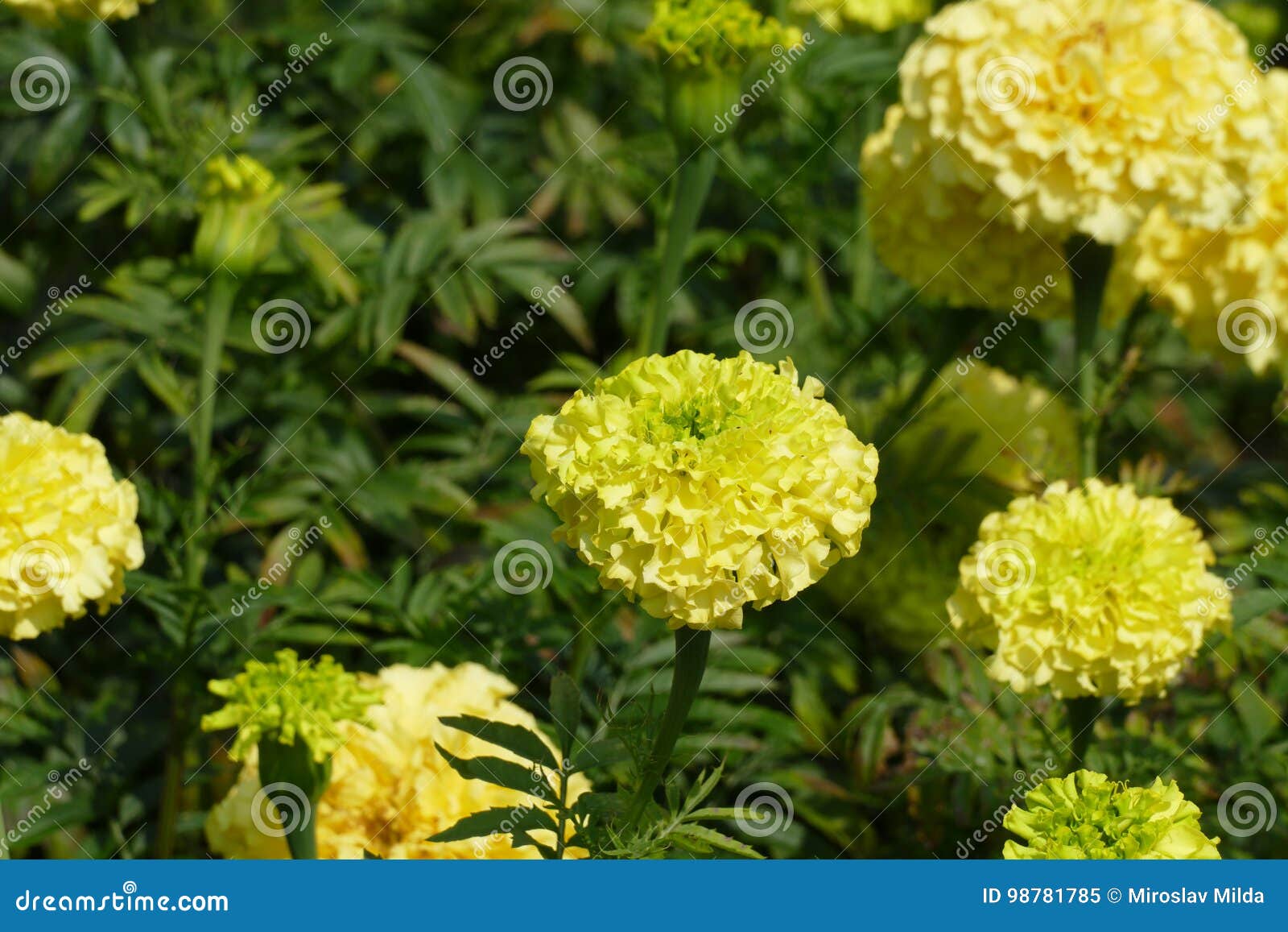 Marigolds stock image. Image of botanical, africander - 98781785