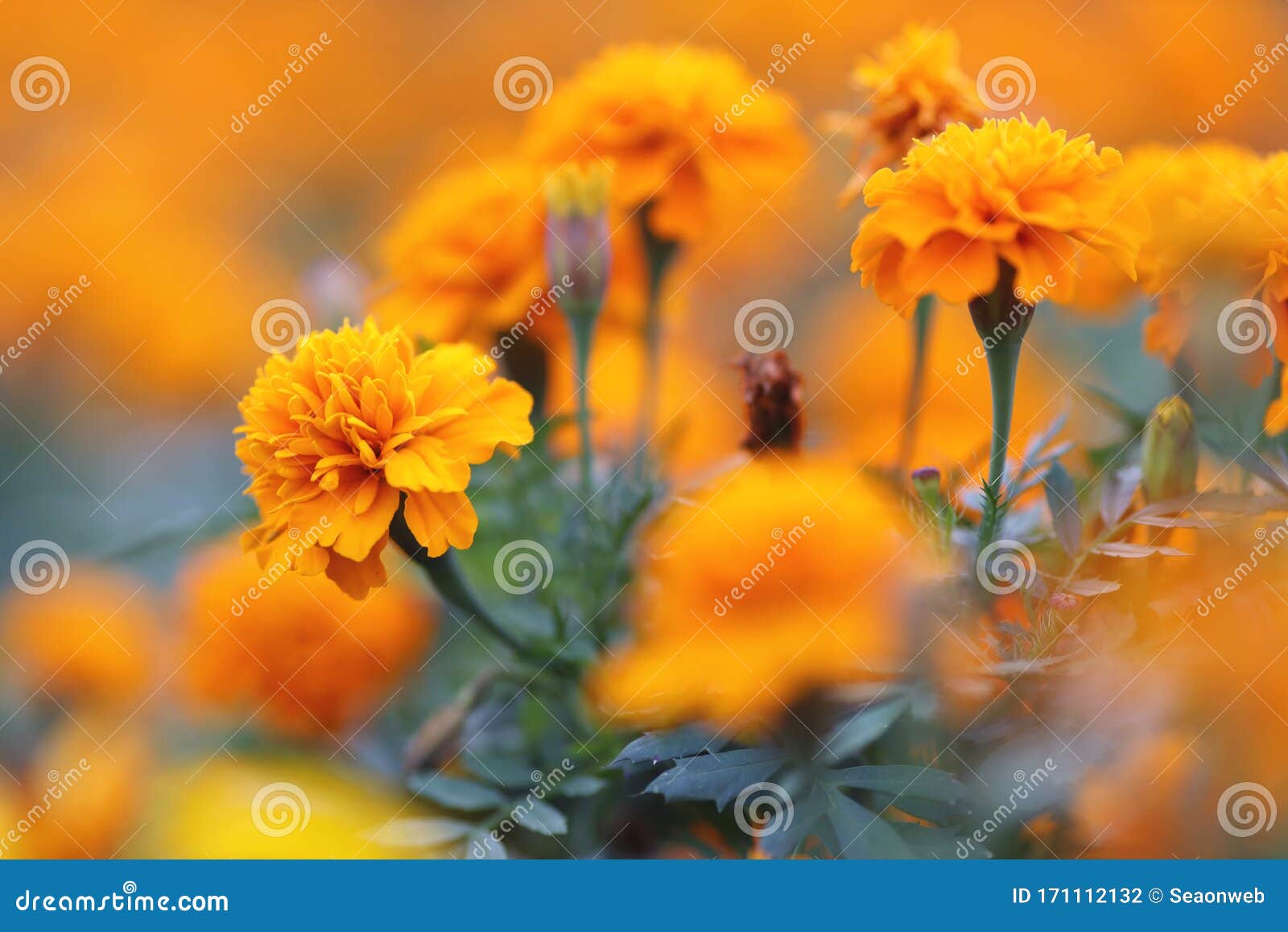 A Marigolds Tagetes Erecta, Mexican Marigold, Aztec Marigold, African ...