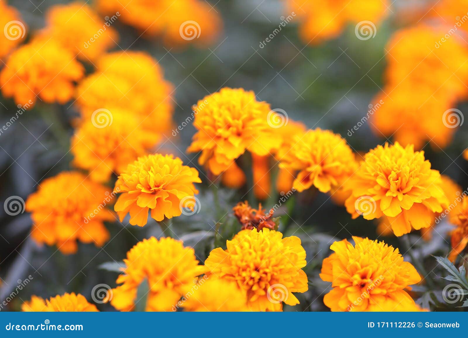A Marigolds Tagetes Erecta, Mexican Marigold, Aztec Marigold, African ...