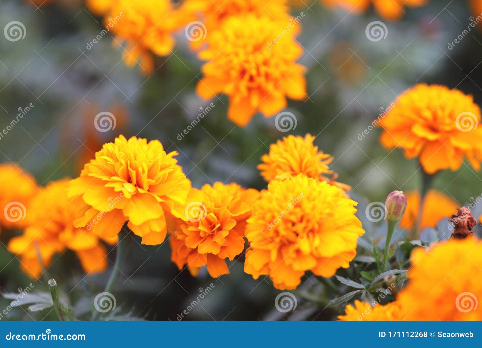 A Marigolds Tagetes Erecta, Mexican Marigold, Aztec Marigold, African ...