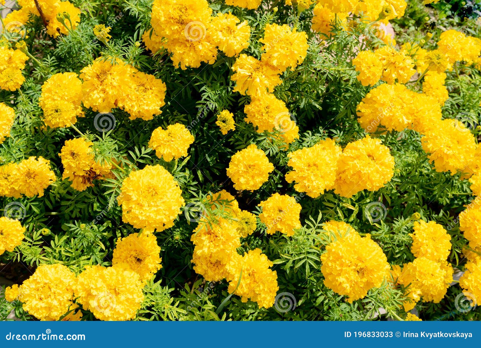Marigolds Tagetes Erecta, Mexican Marigold, Aztec Marigold, African ...