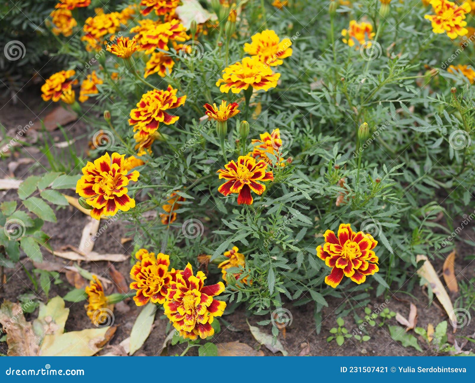 Marigolds Tagetes Erecta, Mexican Marigold, Aztec Marigold, African ...