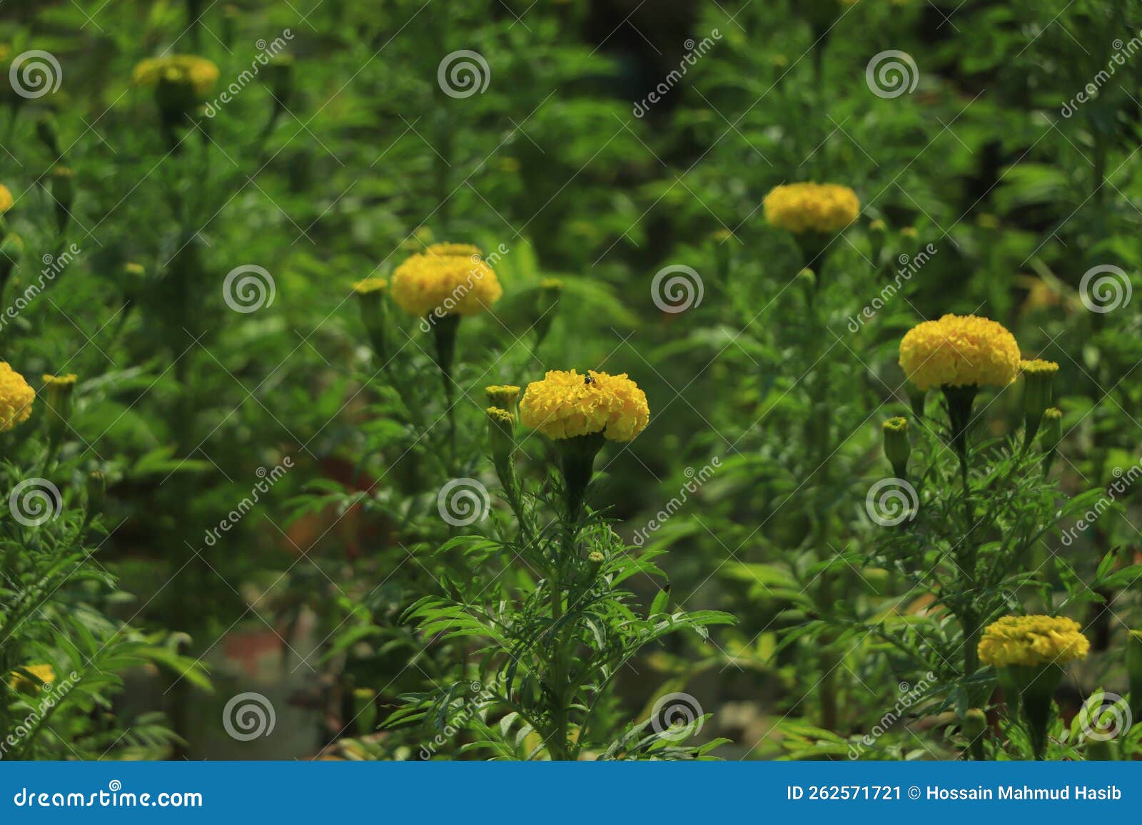 Marigolds & X28;Tagetes Erecta, Mexican Marigold, Aztec Marigold ...