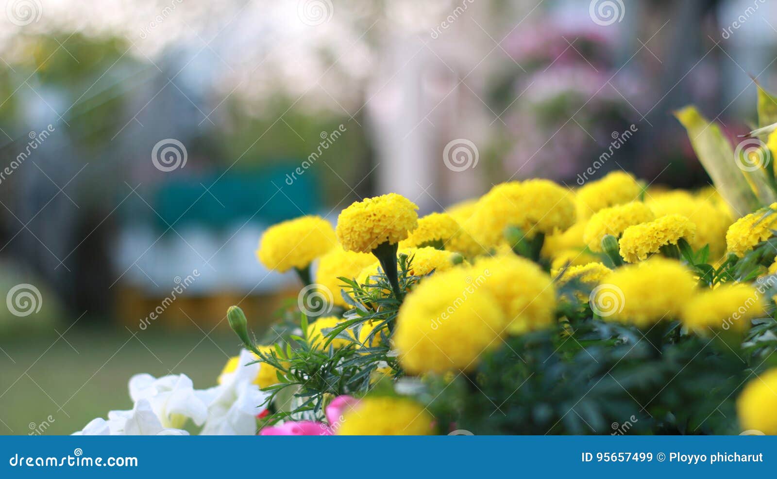 Marigolds Yellow Tagetes Erecta, Mexican Marigold, Marigold Pot Plant ...