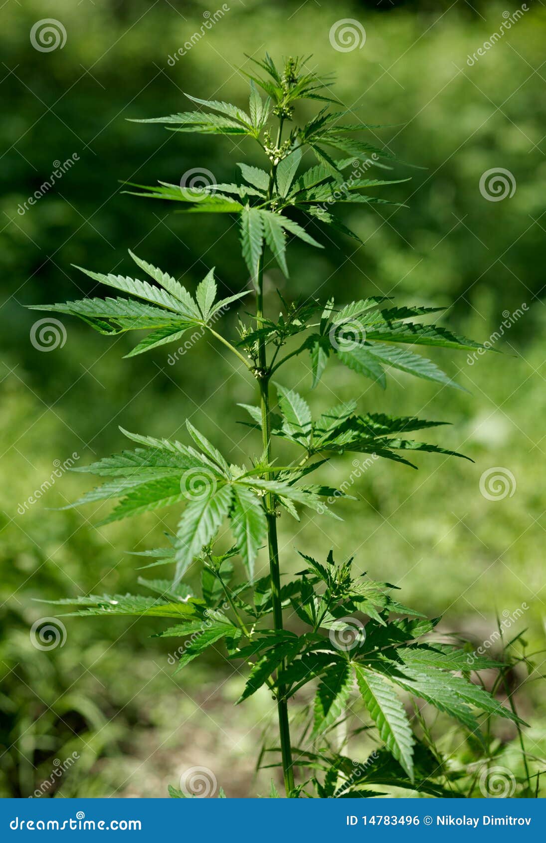 Marihuana sprout stock photo. Image of mariguana, vice - 14783496