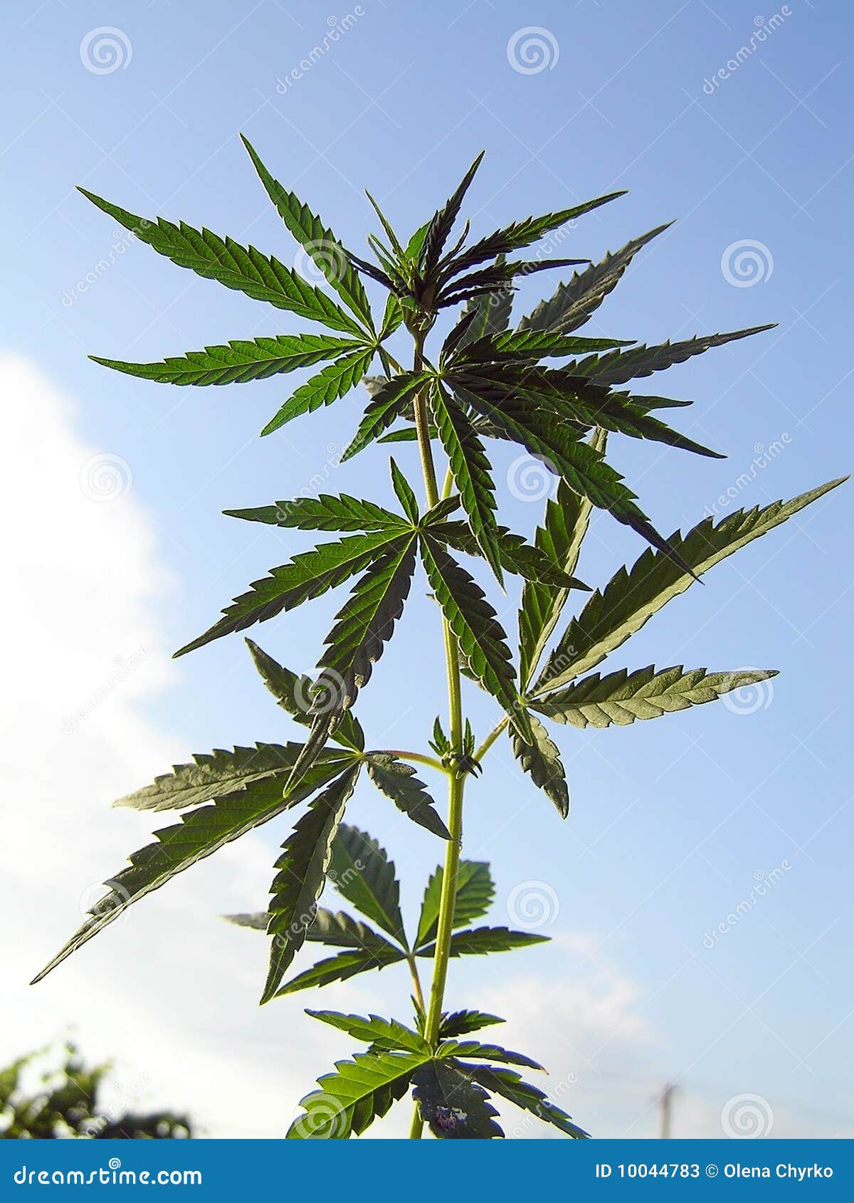 Marijuana stock image. Image of medicine, blue, drug - 10044783