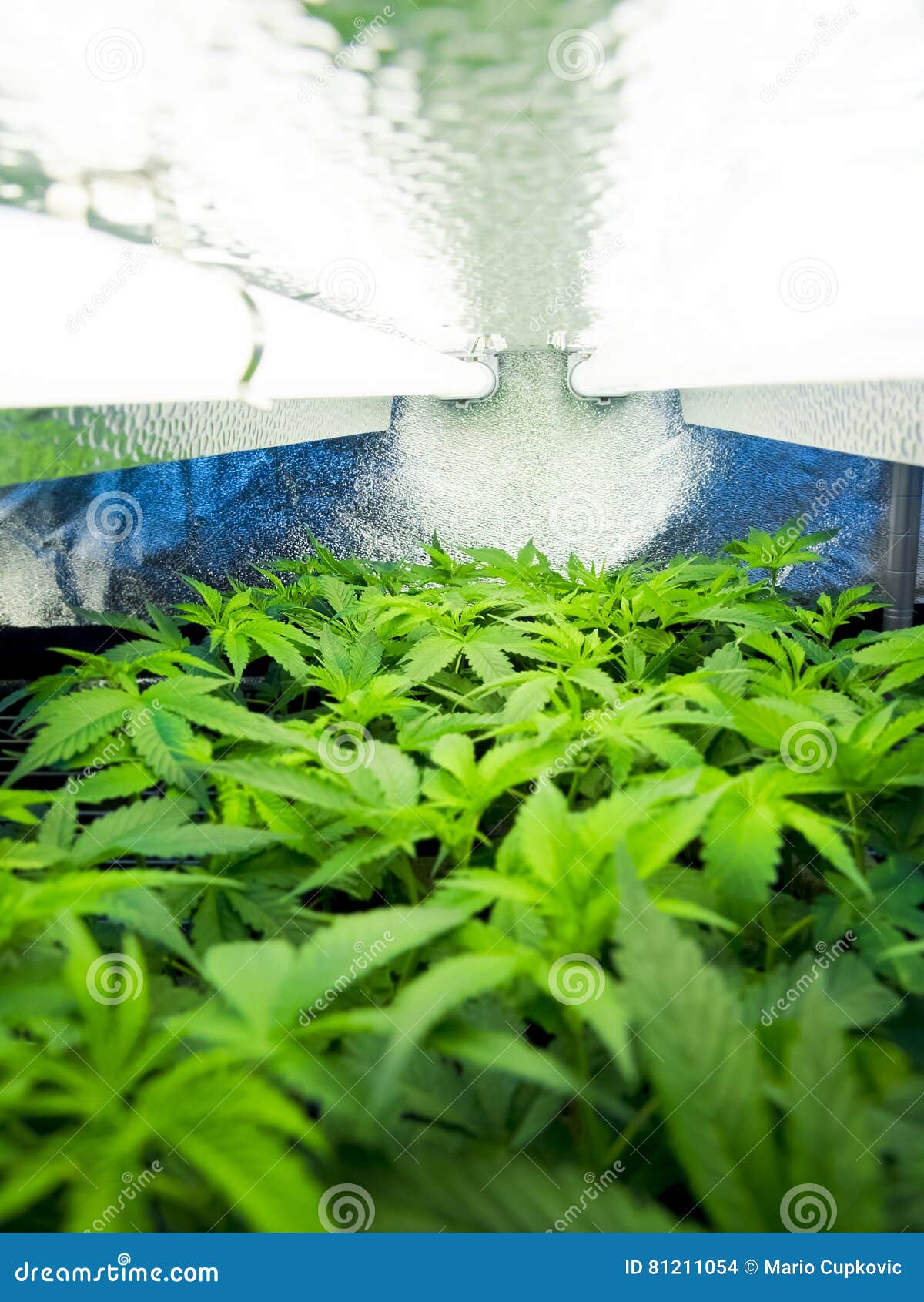 Marijuana foto de archivo. Imagen de horizontal, marijuana - 81211054