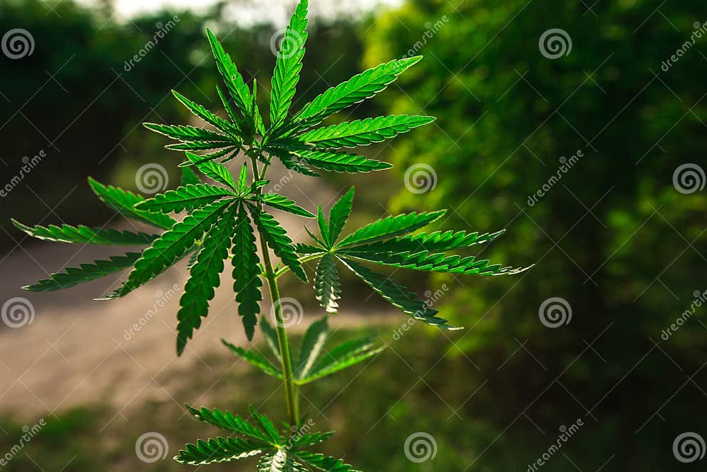Marijuana Background. Bush Cannabis Stock Image - Image of culture ...