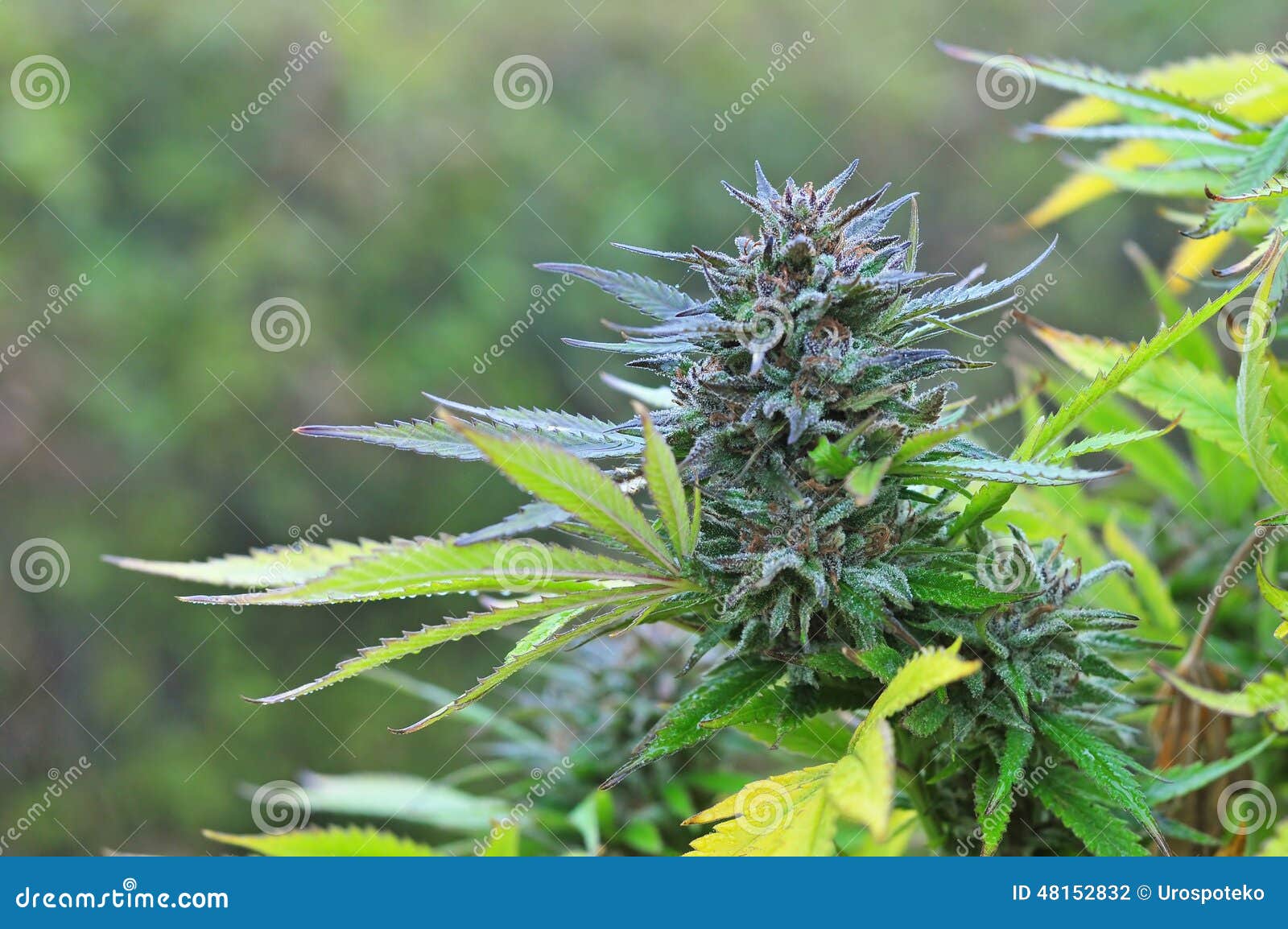 Marijuana bud stock photo. Image of addiction, hippie - 48152832