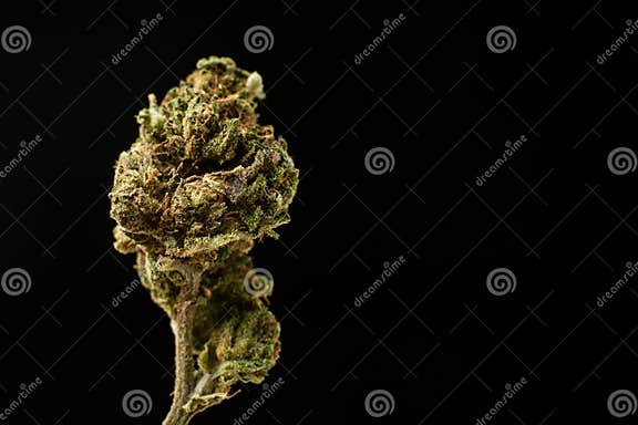 Marijuana Bud on a White Background. Microdosing Concept Stock Photo ...