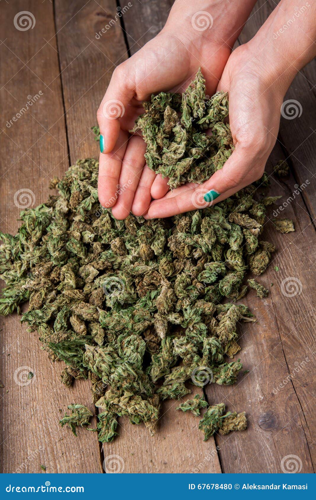 Marijuana buds stock photo. Image of plant, traditional - 67678480