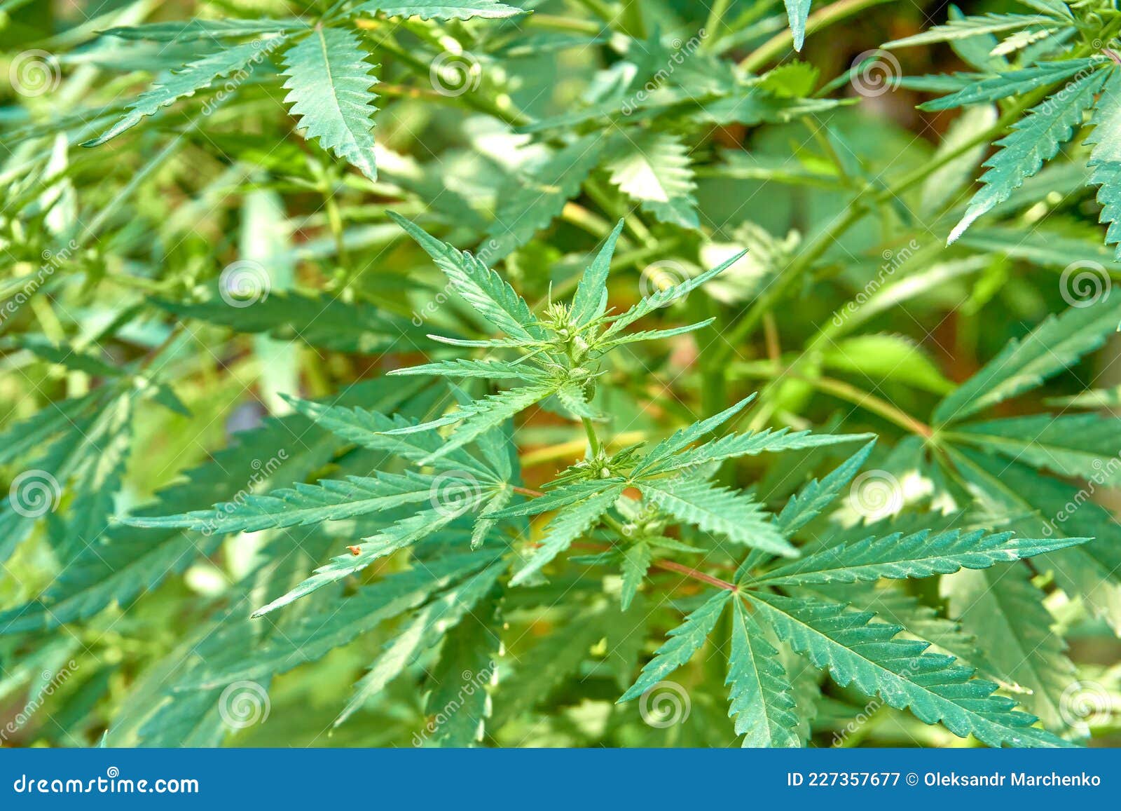 A Marijuana Bush with Strong Branches with Ripe Seeds. Hemp, Cannabis ...