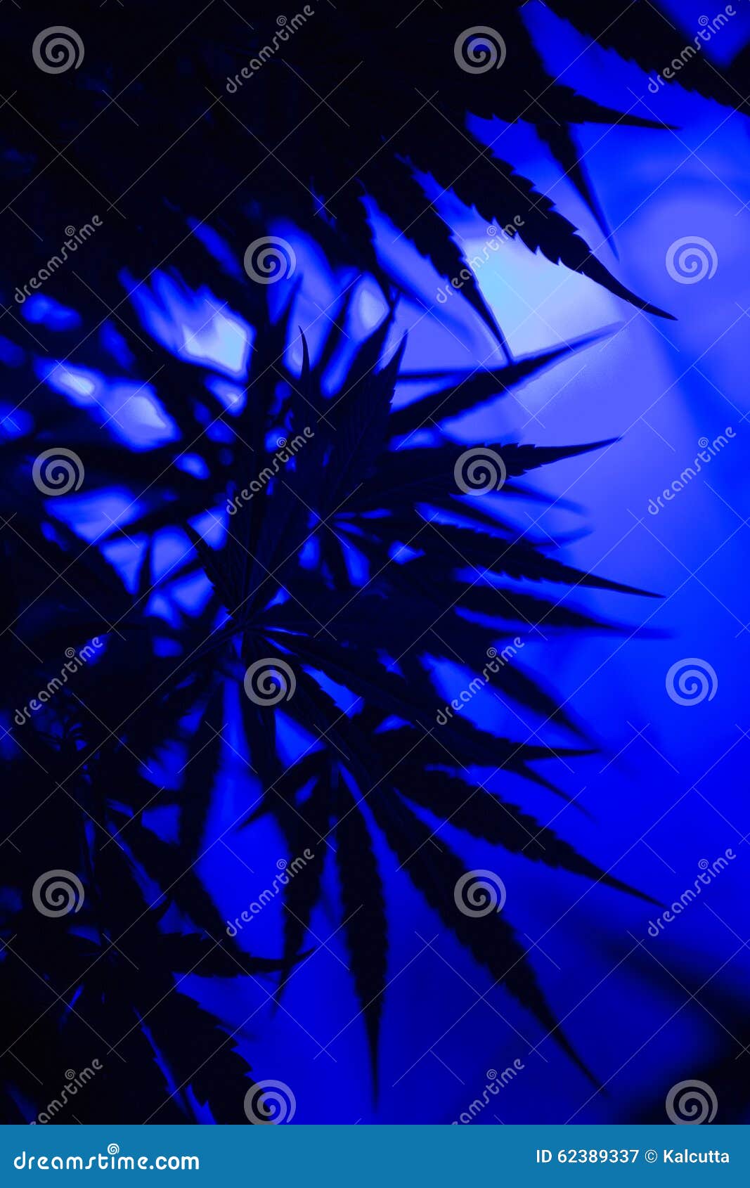 Marijuana Cannabis Abstract Background Stock Image - Image of crop ...