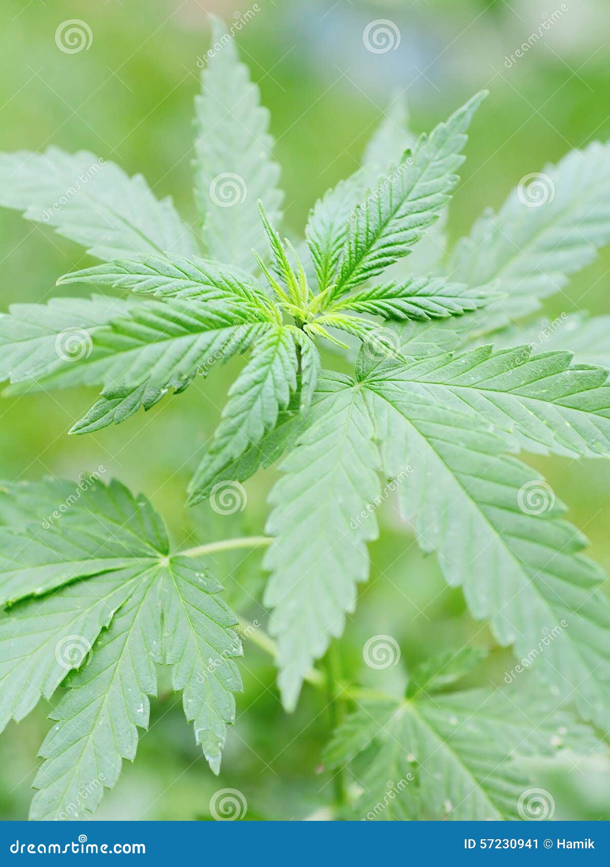 Marijuana (Cannabis) plant stock image. Image of nature - 57230941