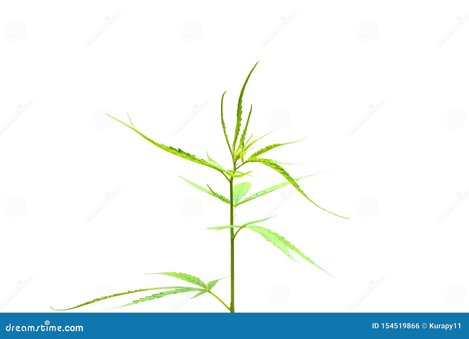 Marijuana or cannabis tree stock photo. Image of herbal - 154519866