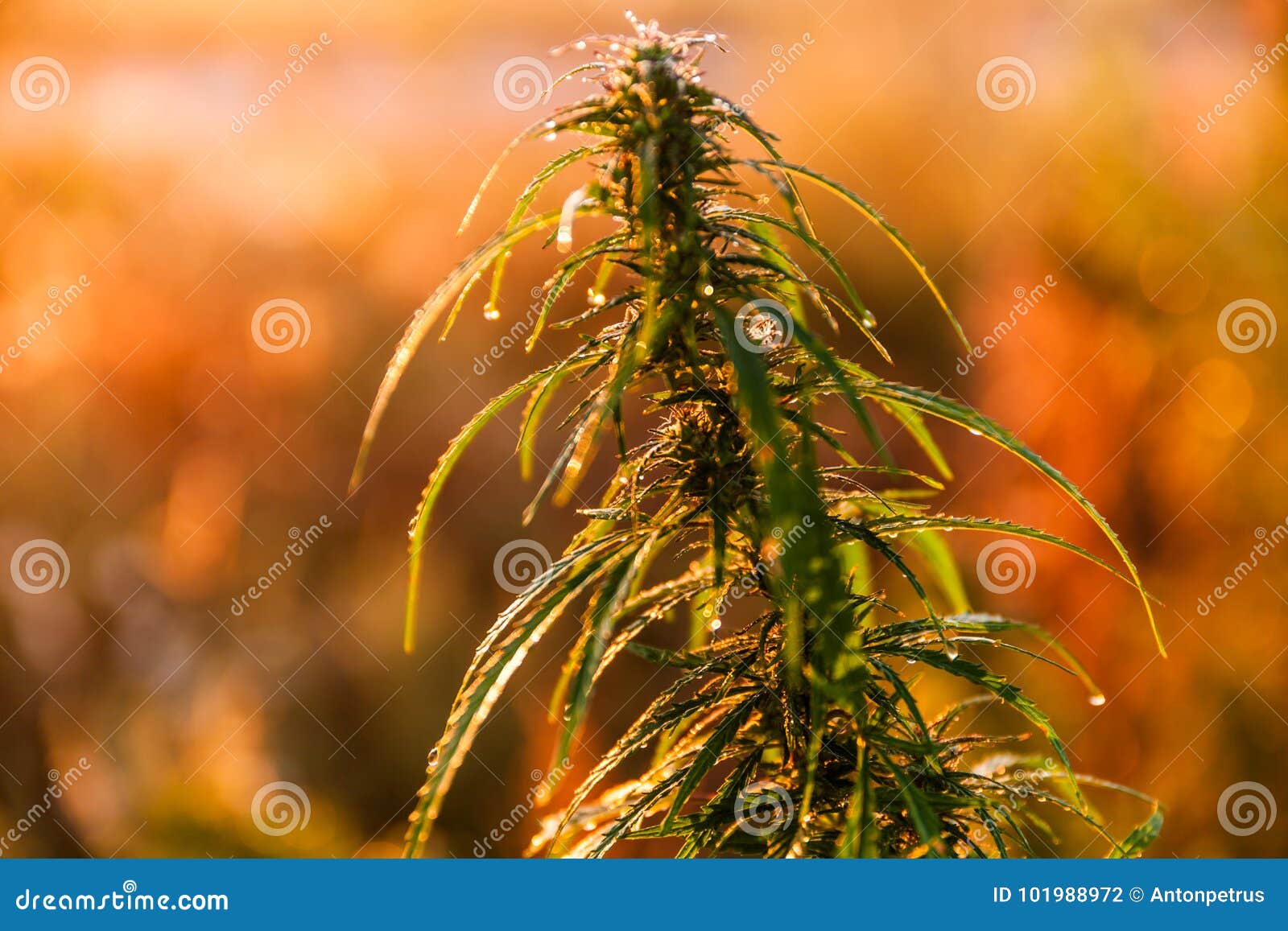 Marijuana Close-up in the Rays of the Dawn Sun Stock Photo - Image of ...