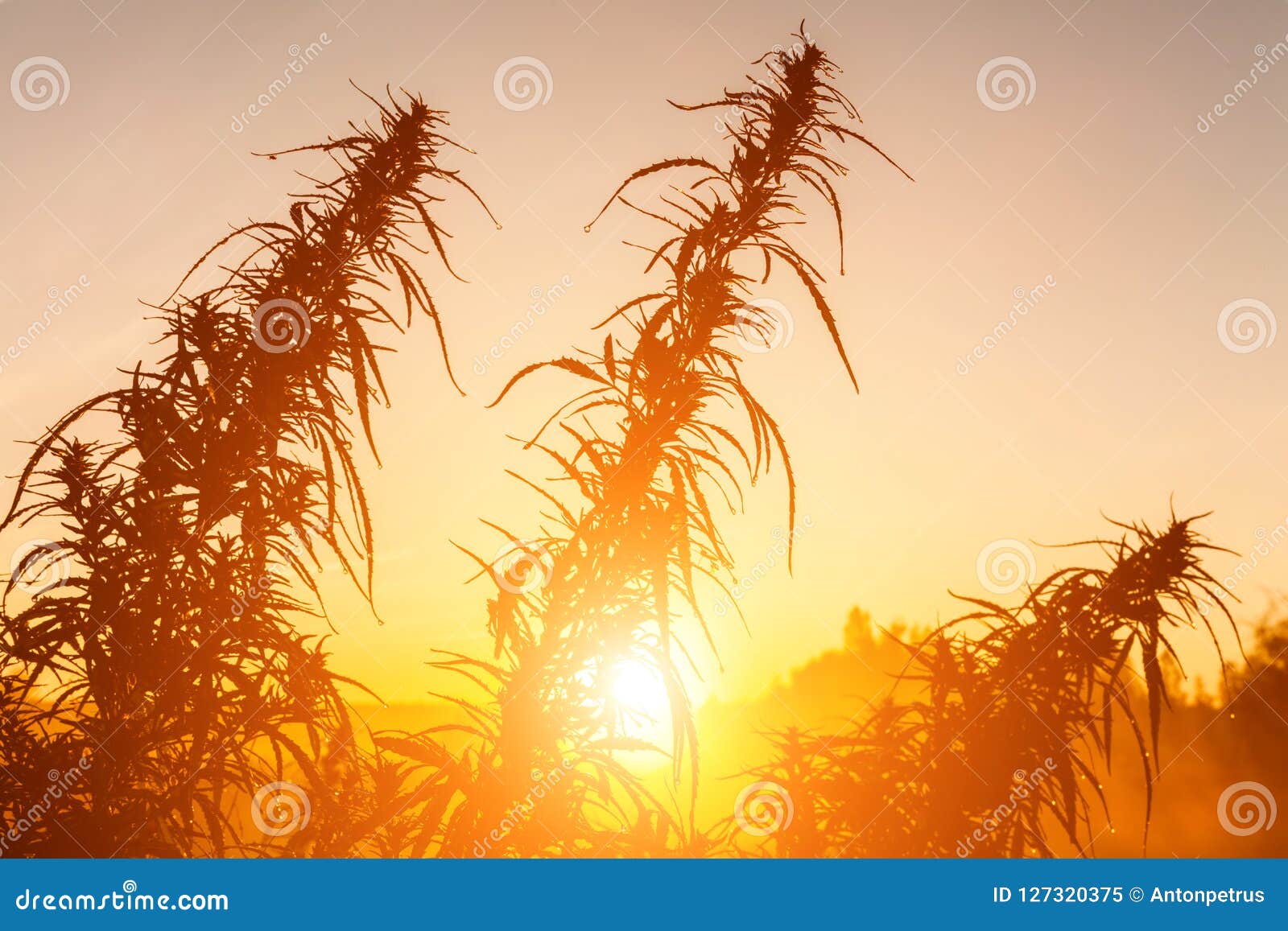 Marijuana Close-up in the Rays of the Dawn Sun Stock Image - Image of ...