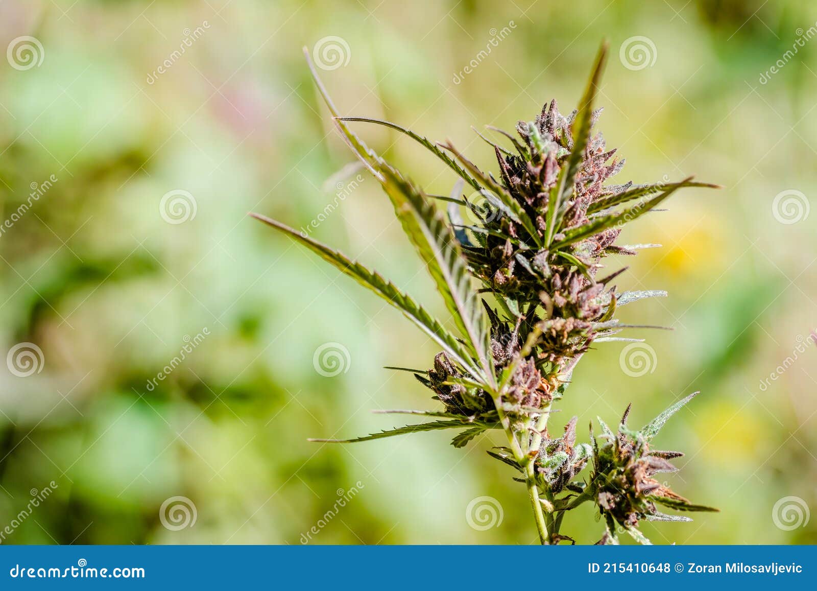 Novi Sad, Serbia - February 05. 2020: a Marijuana Plant, Cannabis, in ...