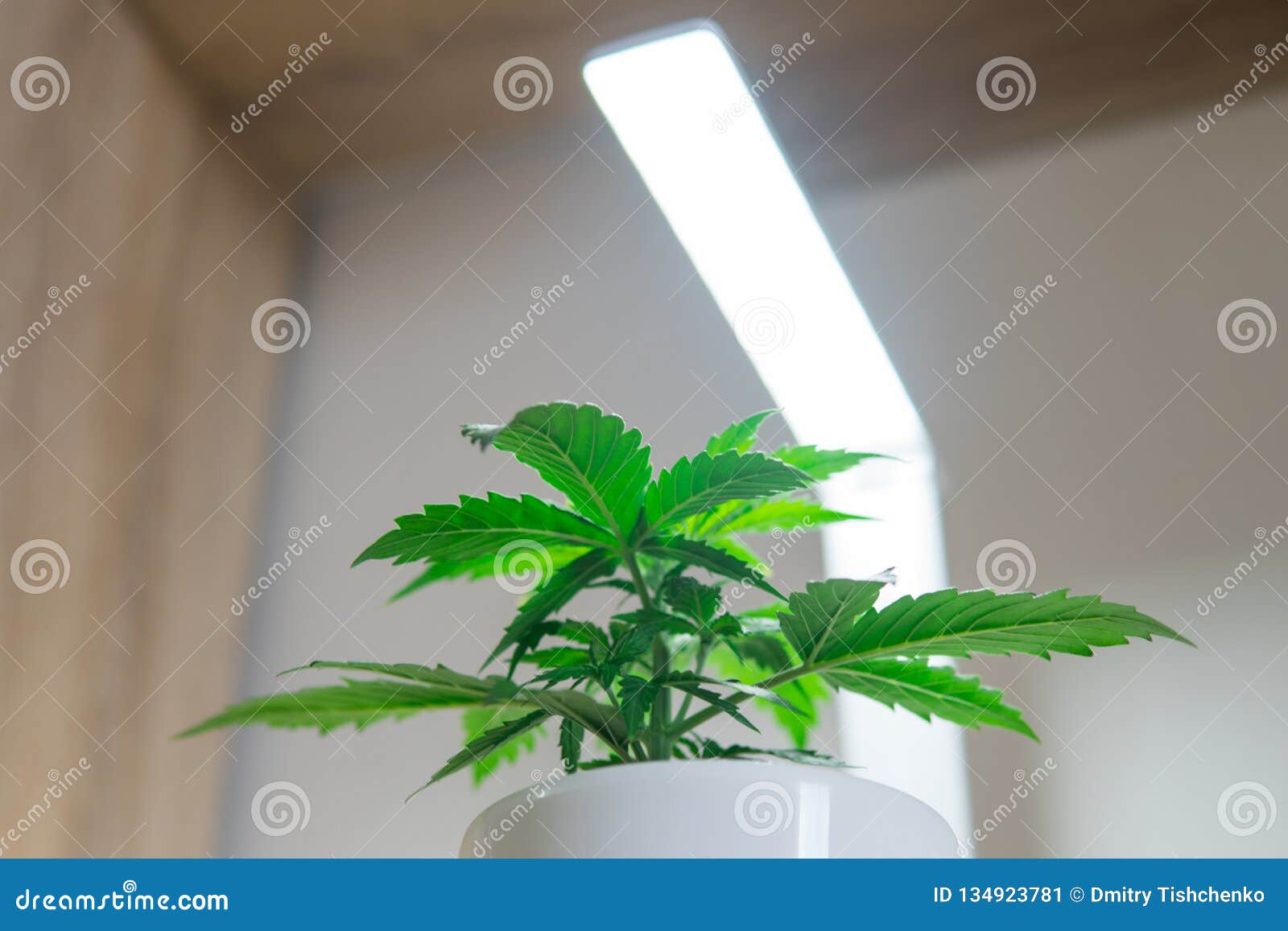 Marijuana Crescente Em Casa Os Cannabis Plantam O Crescimento Folhas Da ... Marijuana Crescente Em Casa Os Cannabis Plantam O Crescimento Folhas Da ...