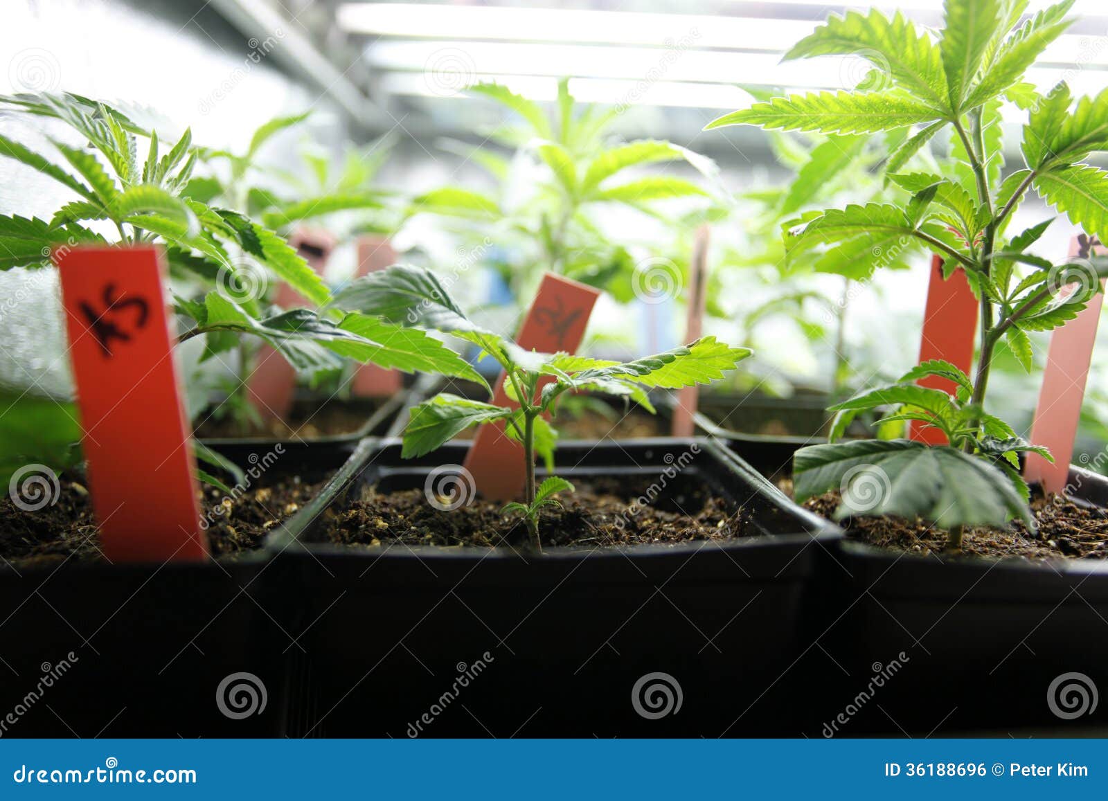 Marijuana crop stock photo. Image of plant, marijuana - 36188696