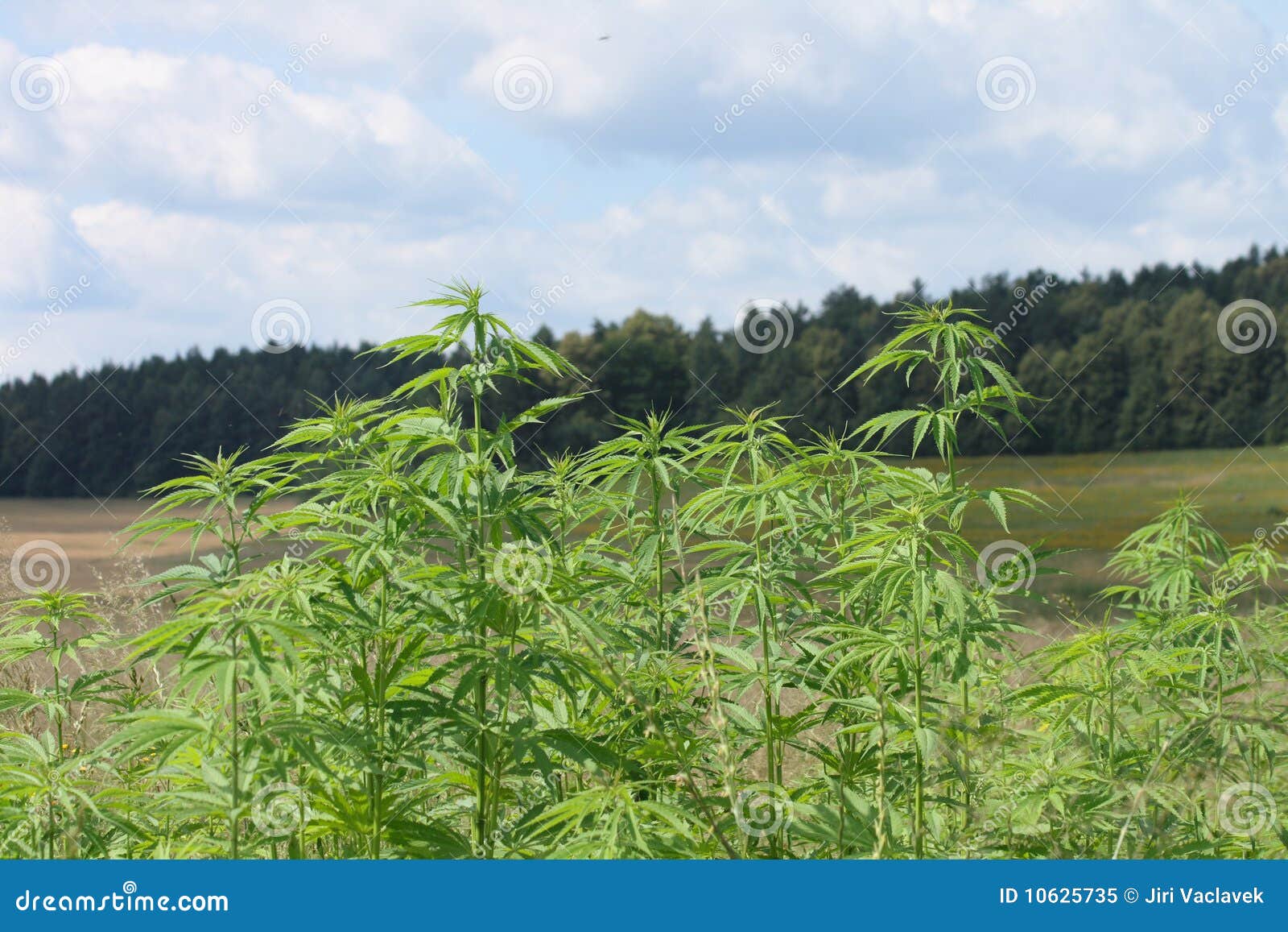 Marijuana field stock image. Image of addict, joint, floral - 10625735