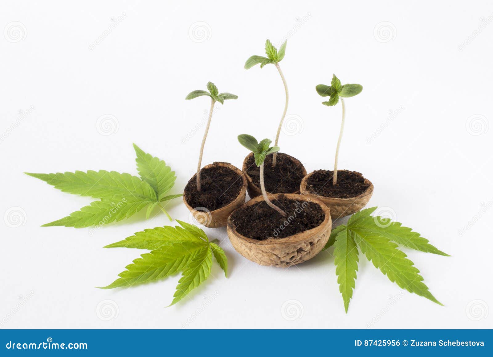 Marijuana Growing Plant Green Leaves Stock Photo - Image of brown, food ...