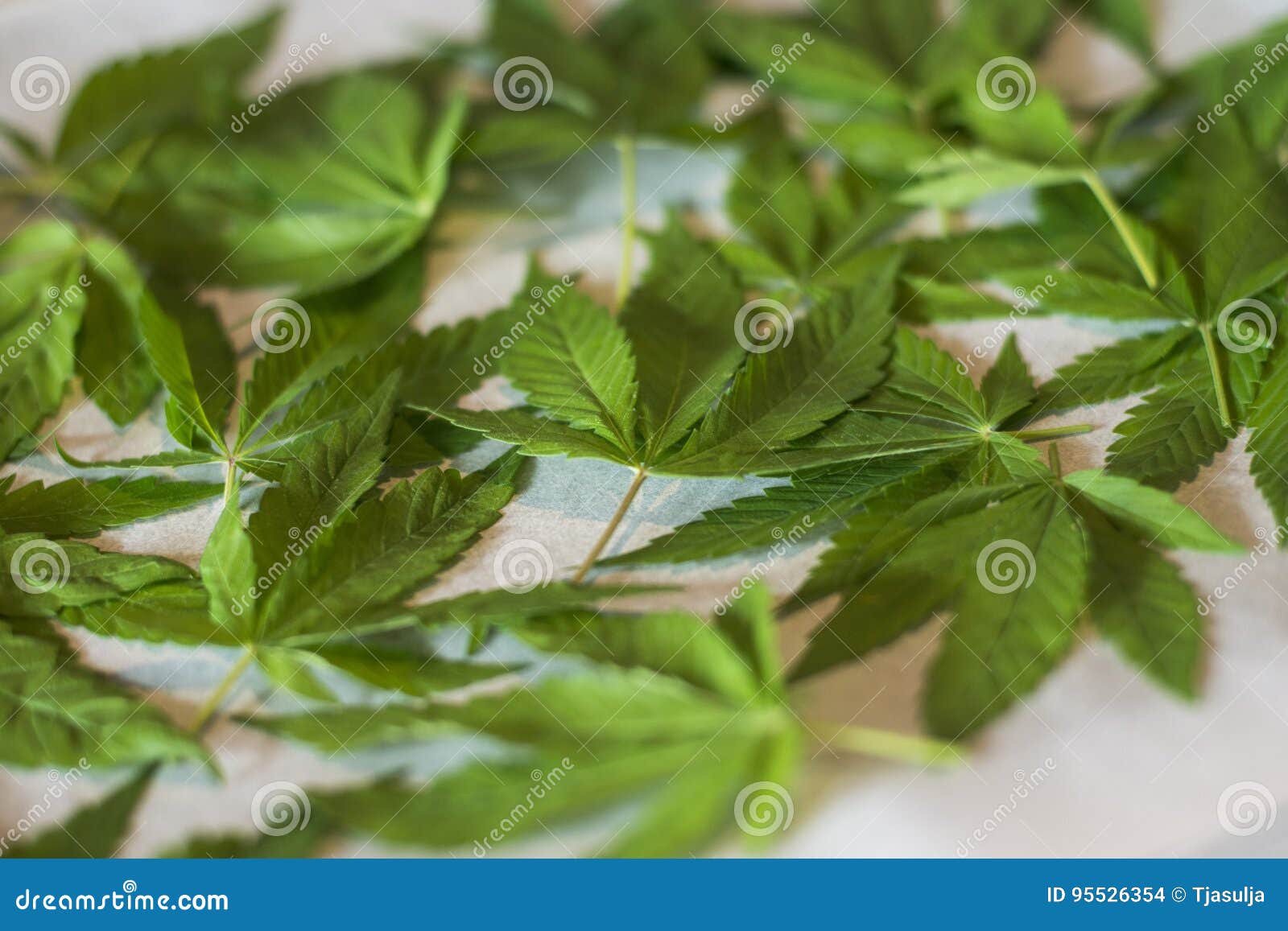 Marijuana Leaf foto de archivo. Imagen de hoja, fresco - 95526354